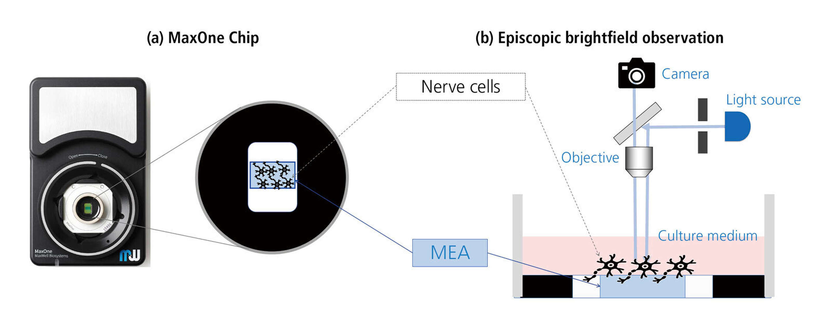 Episcopic brightfield imaging of neuronal cells on high-density ...