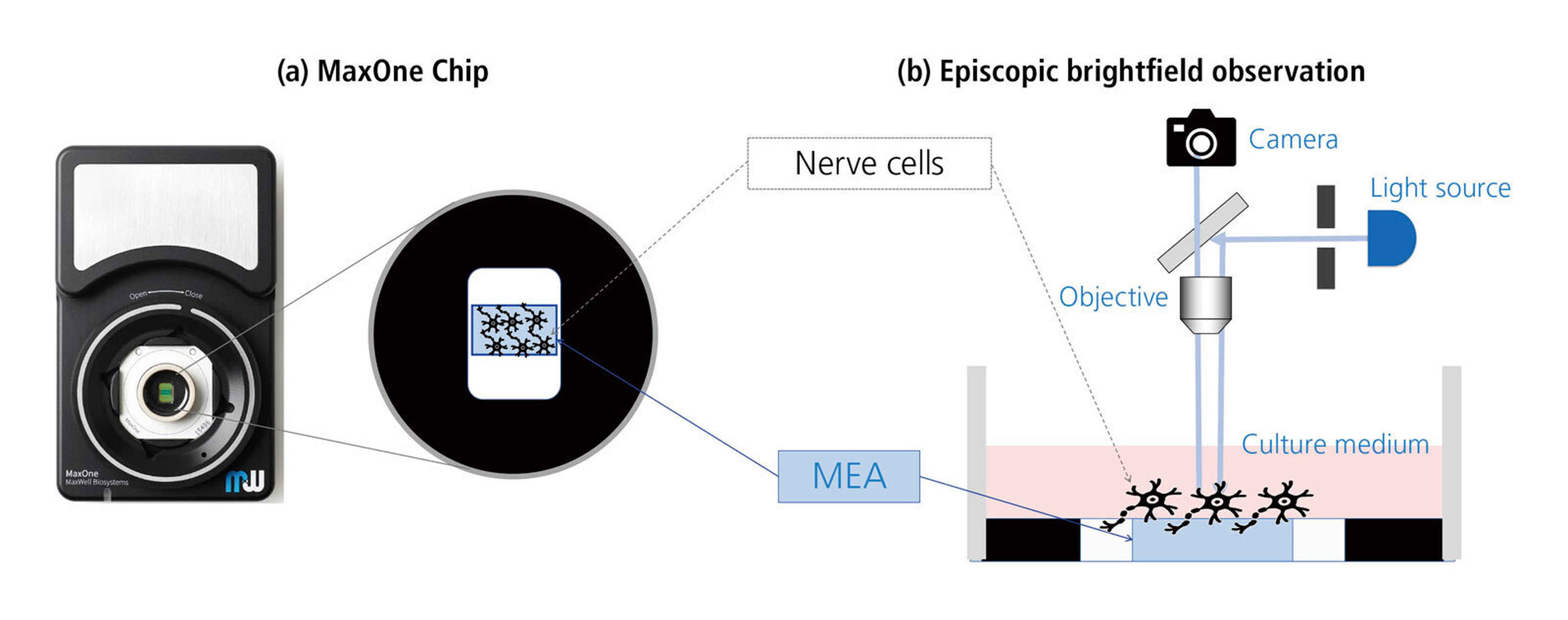 Episcopic brightfield imaging of neuronal cells on high-density ...