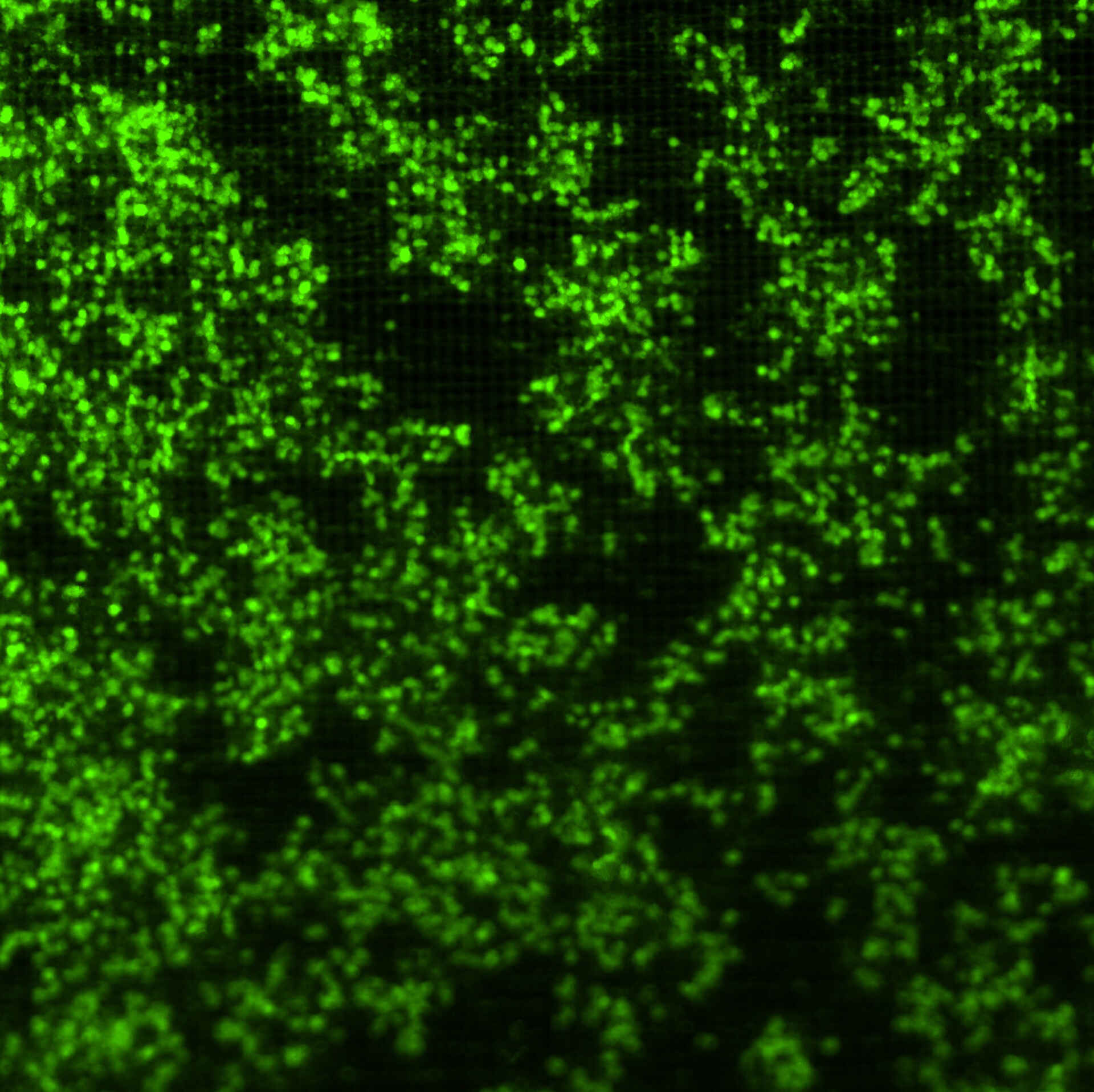 Episcopic brightfield imaging of neuronal cells on high-density ...