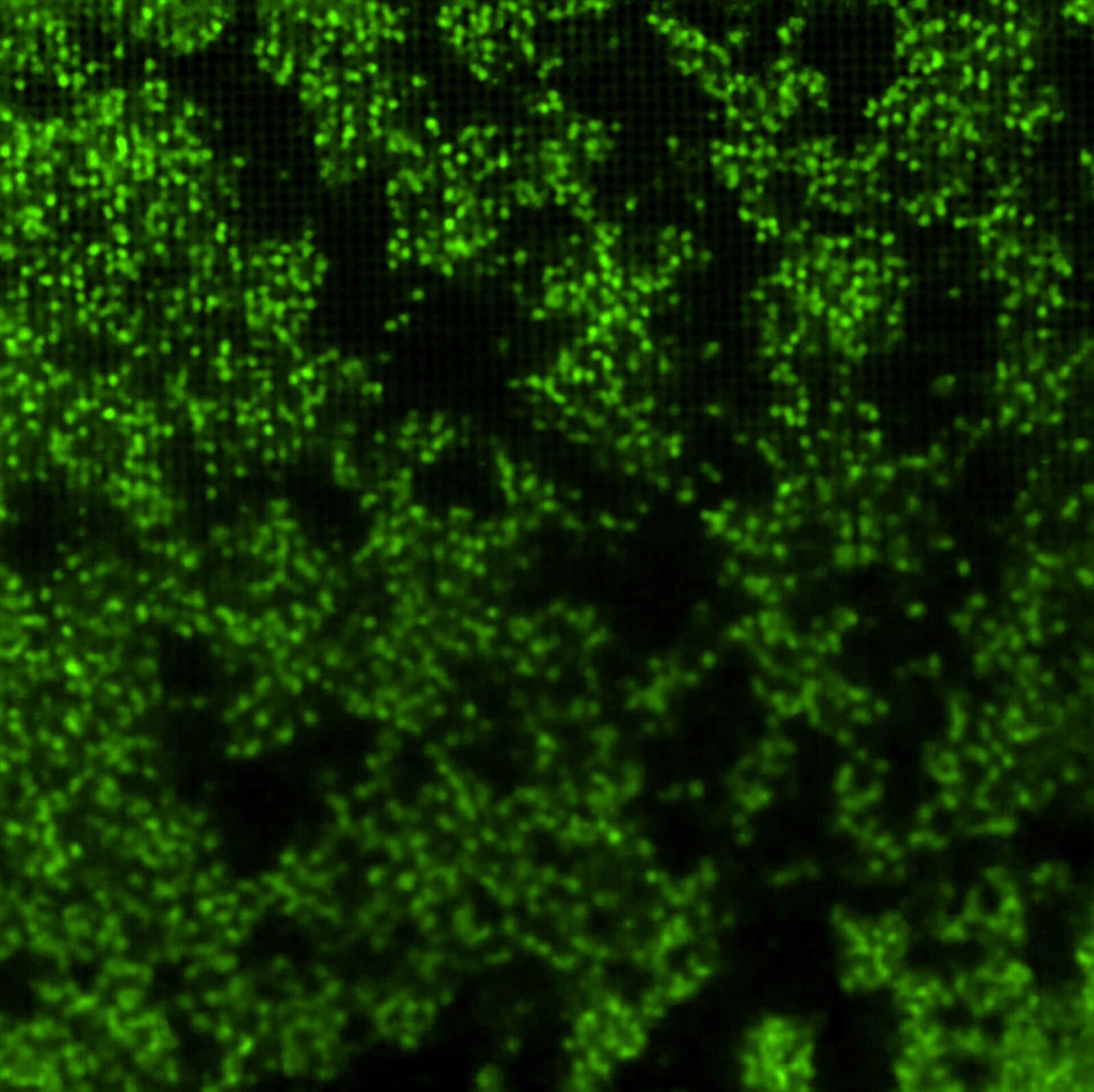 Episcopic brightfield imaging of neuronal cells on high-density ...