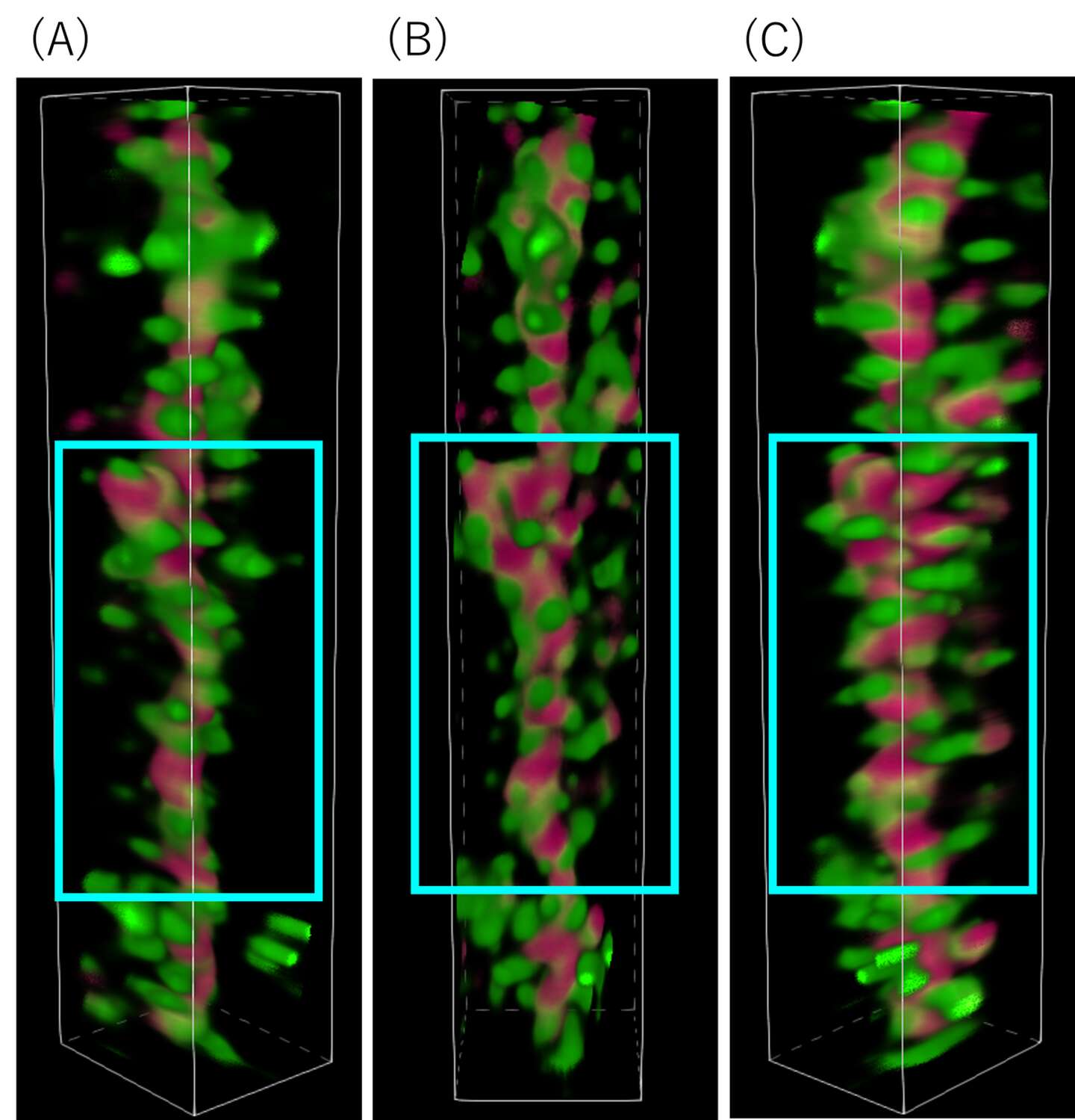 3D super-resolution imaging of myelin structure in human iPSC-derived myelin sheath organoids by ...