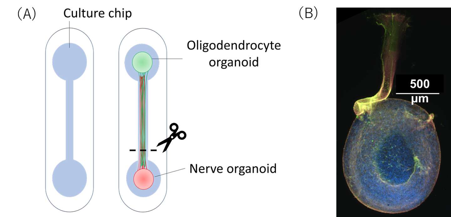 3D super-resolution imaging of myelin structure in human iPSC-derived ...