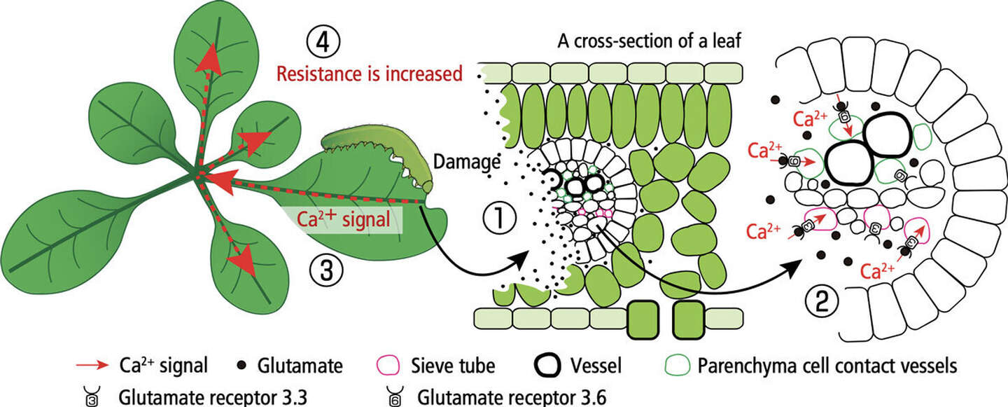 Long-distance, rapid Ca 2+ signaling in plants | Application Notes ...