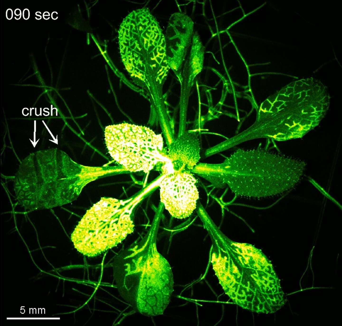 Long-distance, rapid Ca 2+ signaling in plants | Application Notes ...