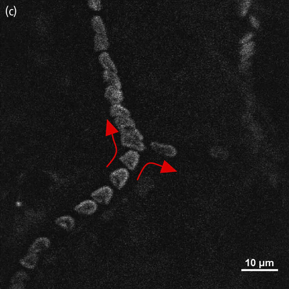 High-speed, label-free THG imaging of red blood cells using a ...