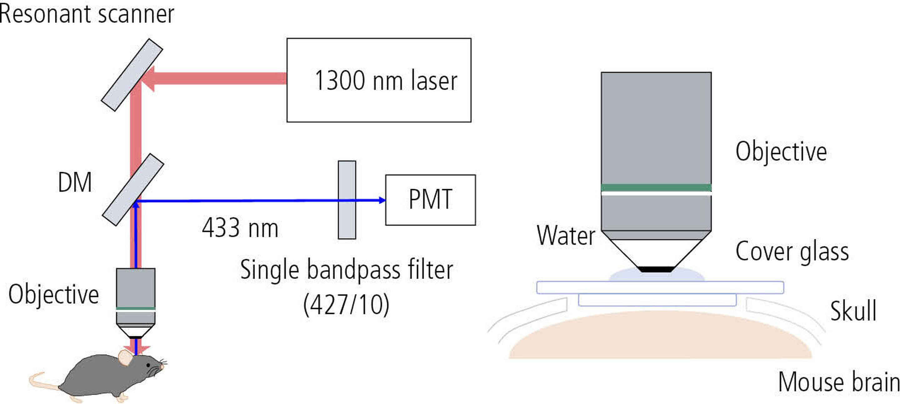 High-speed, label-free THG imaging of red blood cells using a ...
