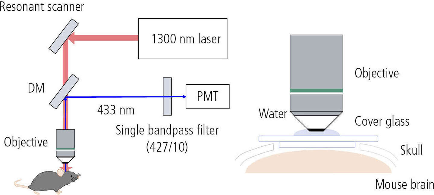 High-speed, label-free THG imaging of red blood cells using a ...