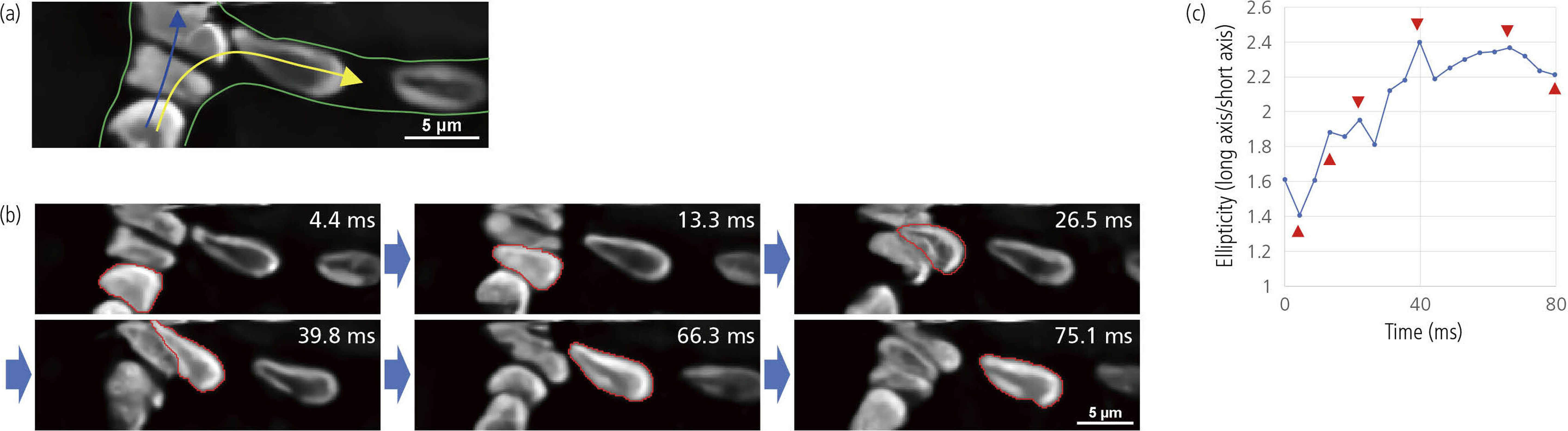 High-speed, label-free THG imaging of red blood cells using a ...