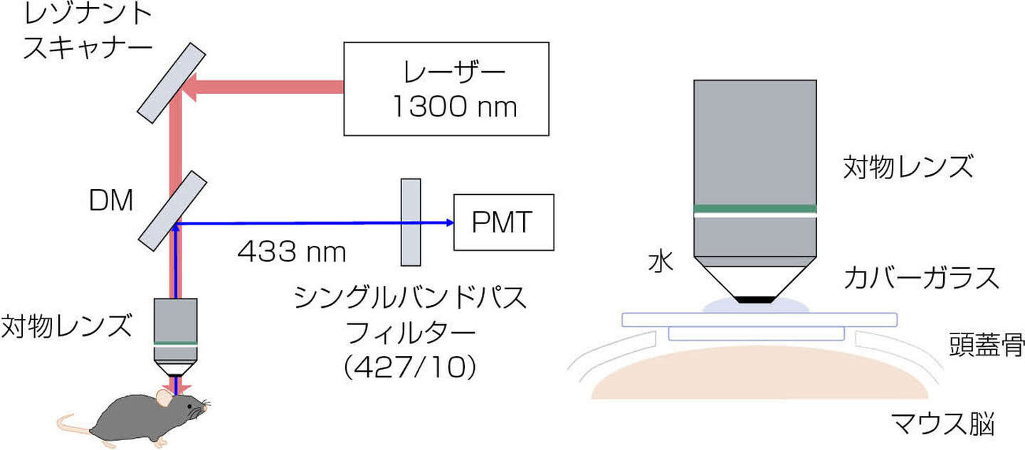 多光子顕微鏡を用いた赤血球の THGラベルフリー高速イメージング | アプリケーションノート | 学ぶ・知る | 株式会社ニコンソリューションズ
