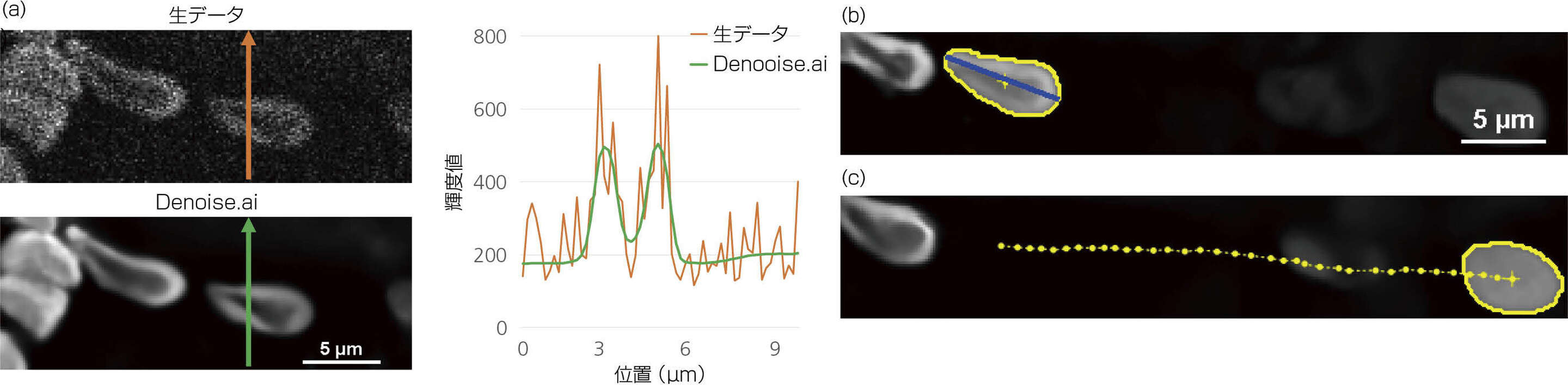多光子顕微鏡を用いた赤血球の THGラベルフリー高速イメージング | アプリケーションノート | 学ぶ・知る | 株式会社ニコンソリューションズ