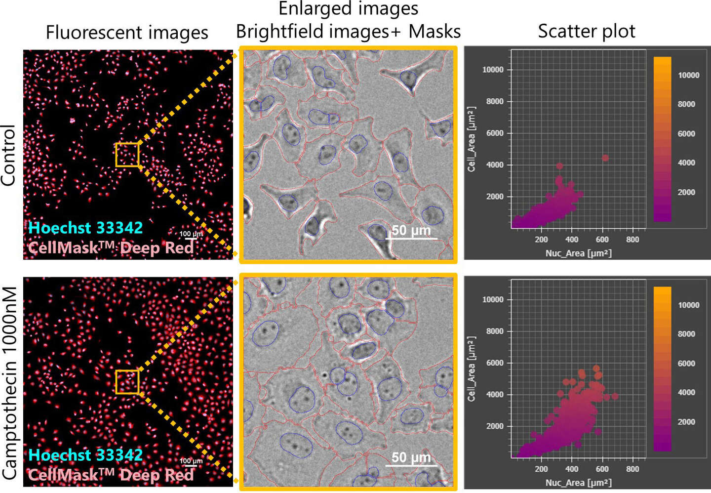 Cell size and morphological analysis is easier and more comfortable with the fully automated ...