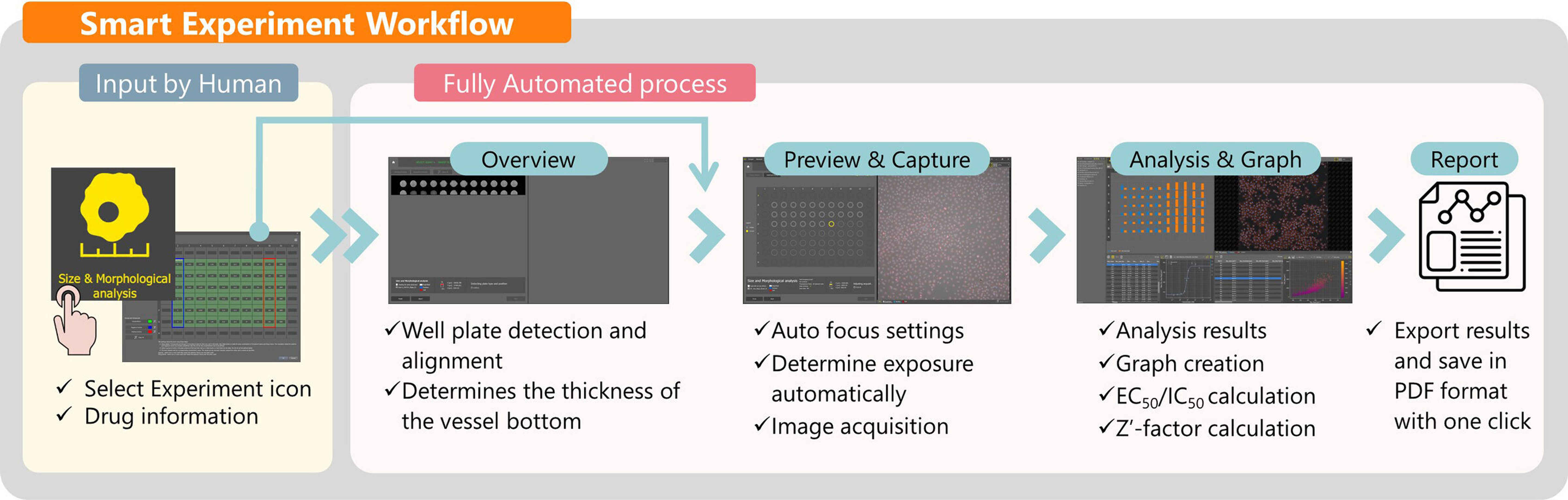 Cell size and morphological analysis is easier and more comfortable ...