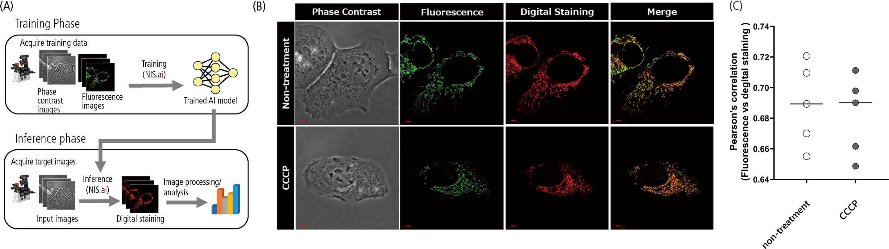 Digital Staining of Mitochondria using NIS.ai and Their Importance in ...