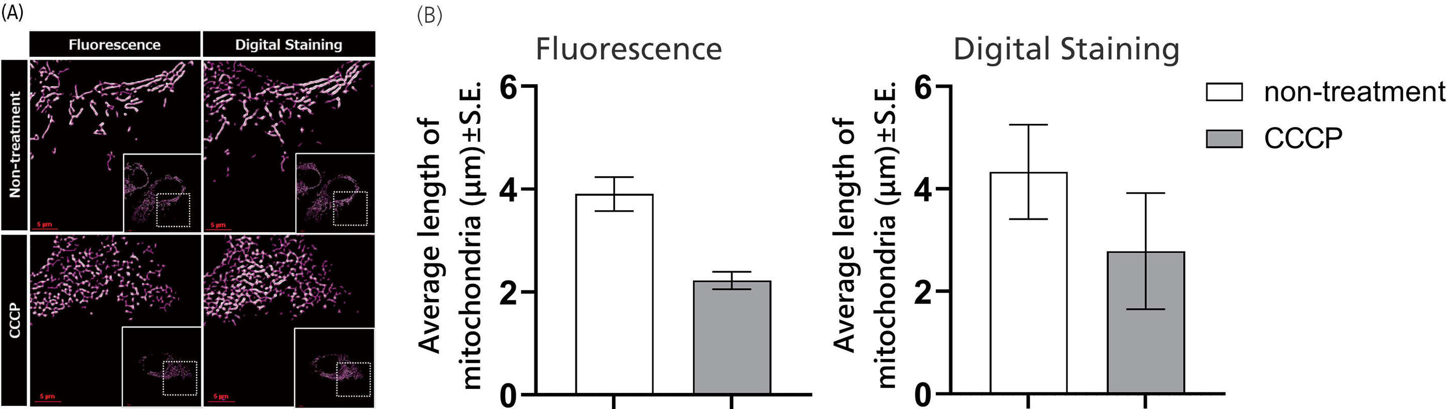Digital Staining of Mitochondria using NIS.ai and Their Importance in ...
