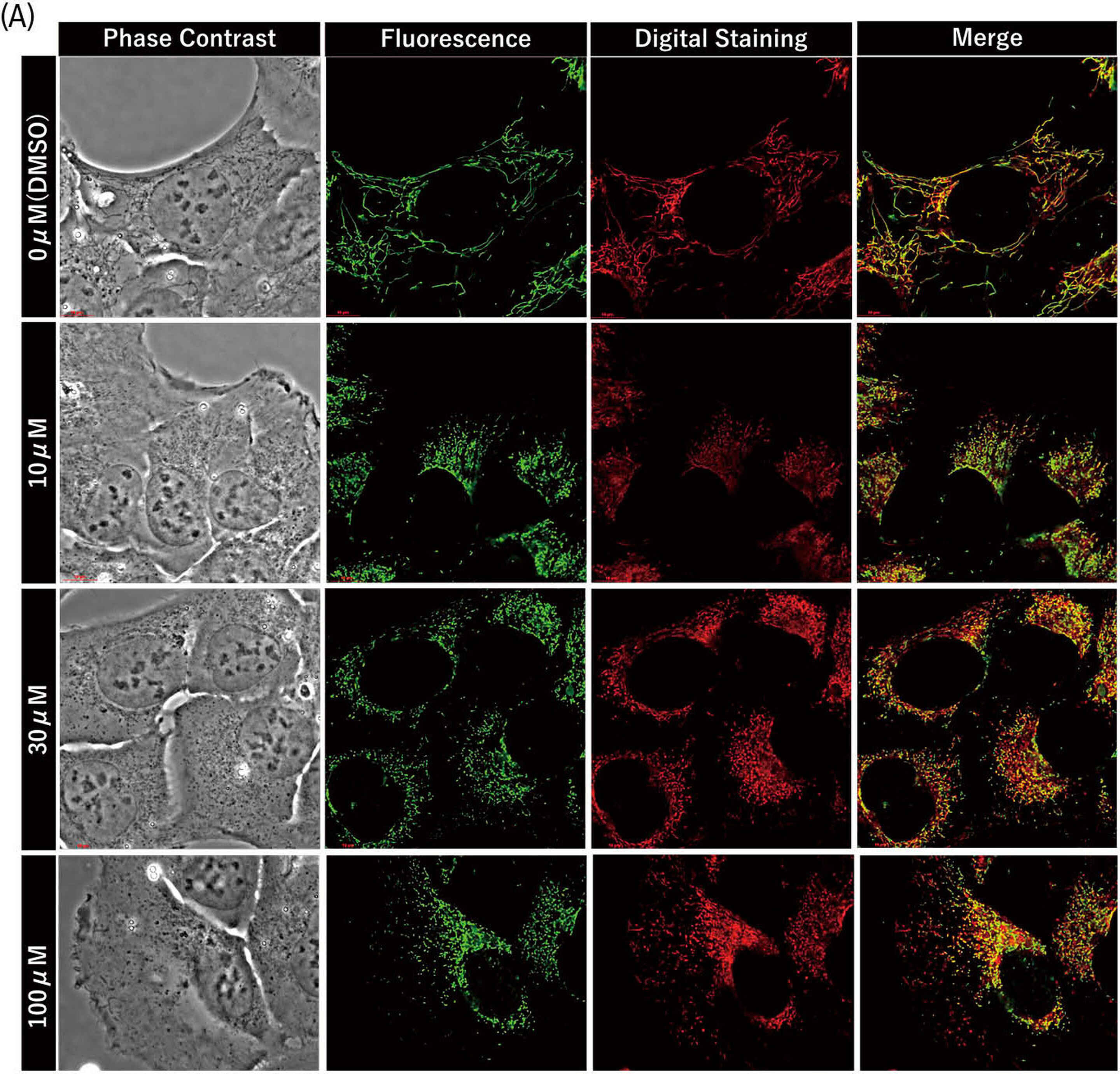 Digital Staining of Mitochondria using NIS.ai and Their Importance in ...