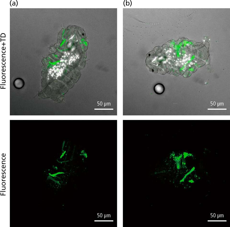 The mysterious and resilient creature in the moss around us, the ...