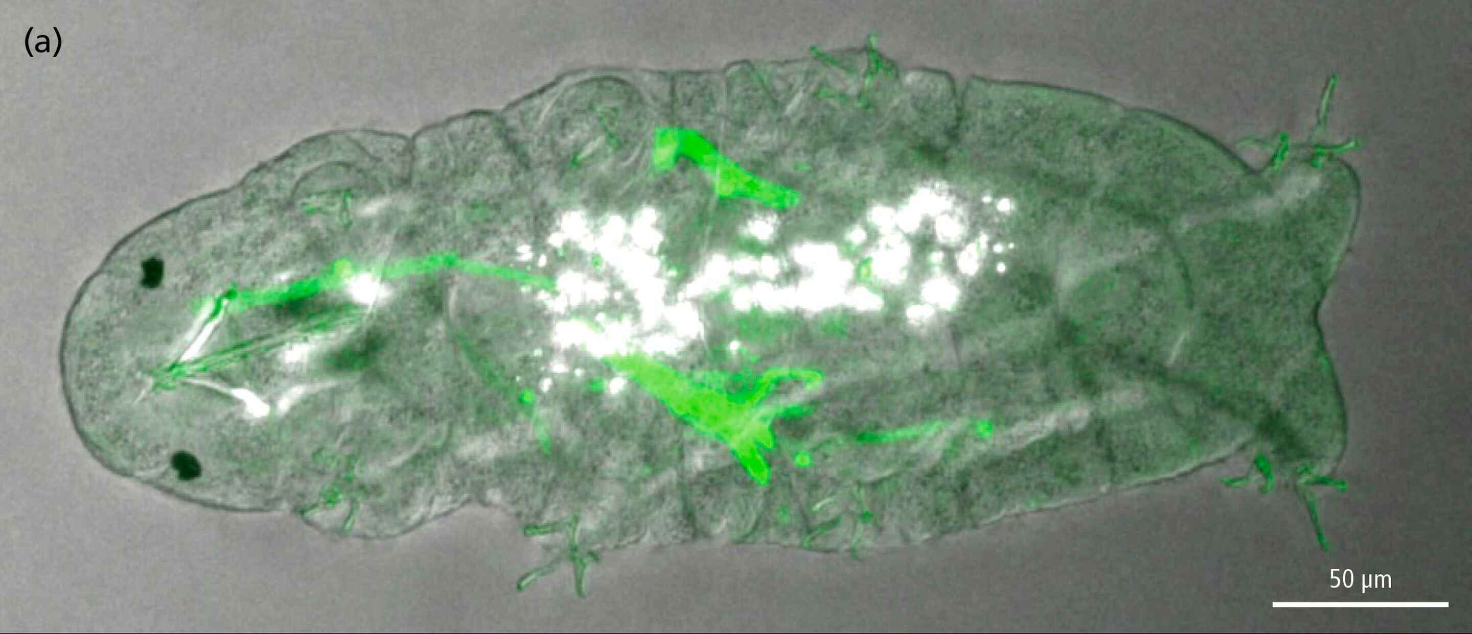 The mysterious and resilient creature in the moss around us, the ...