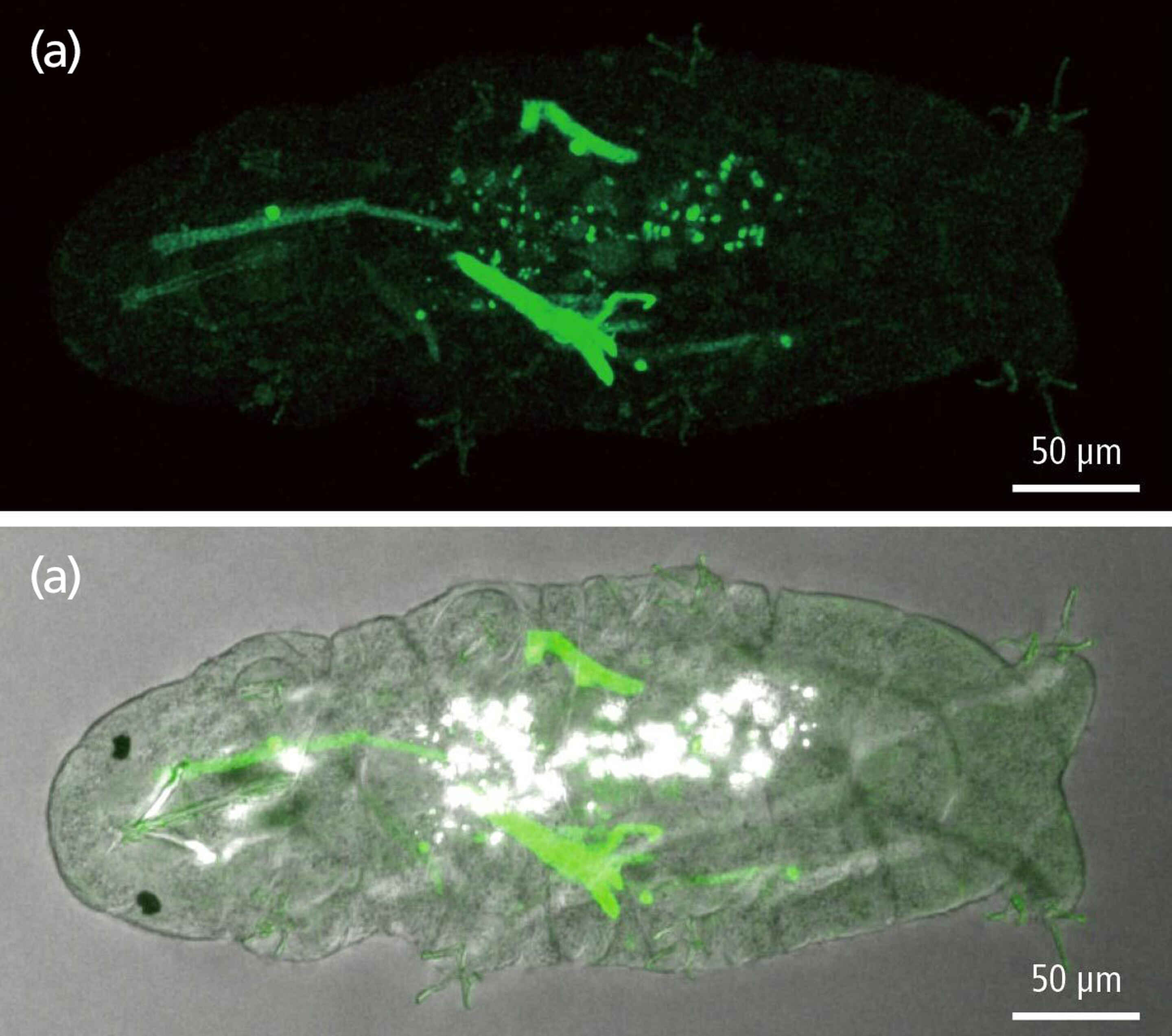 The mysterious and resilient creature in the moss around us, the ...