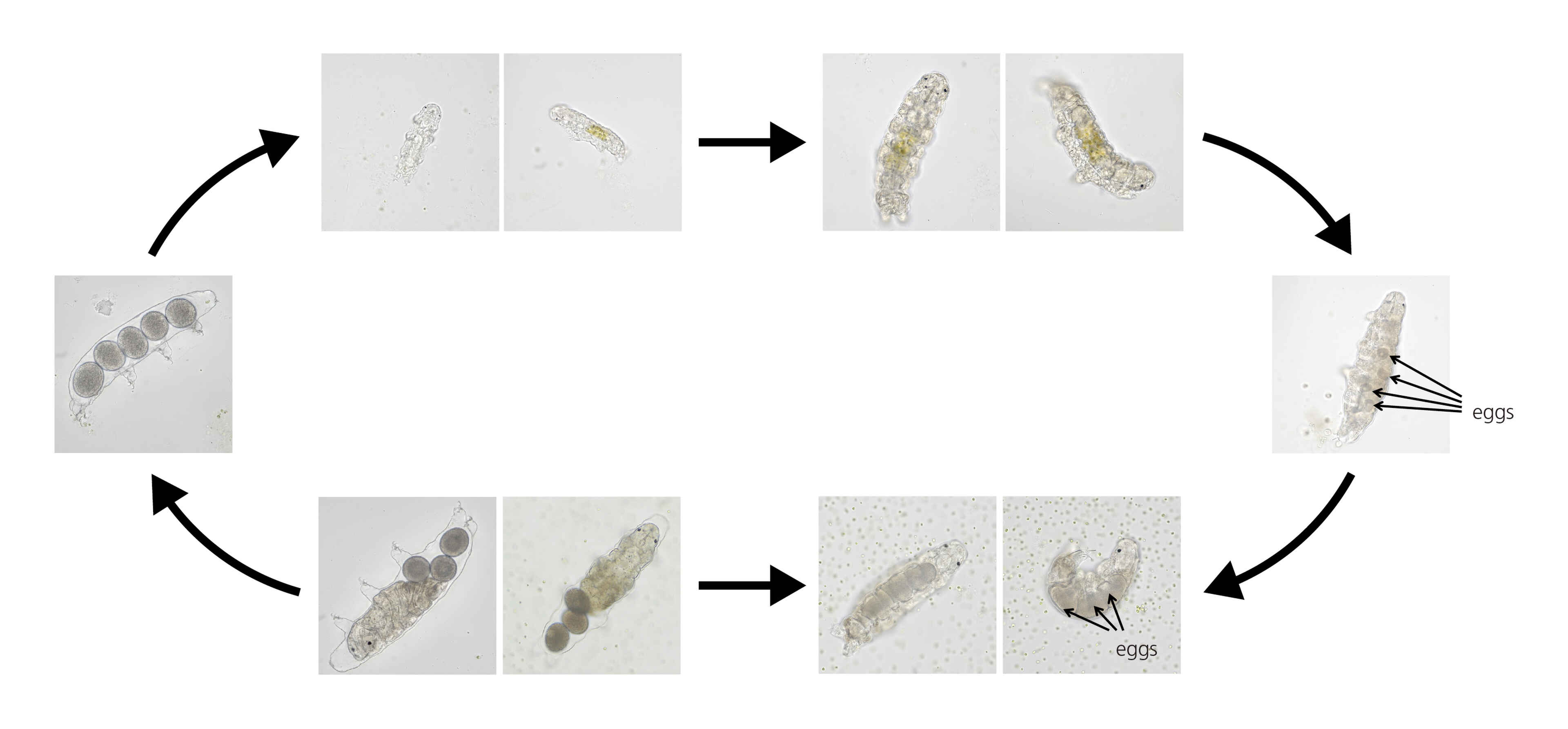 The mysterious and resilient creature in the moss around us, the ...