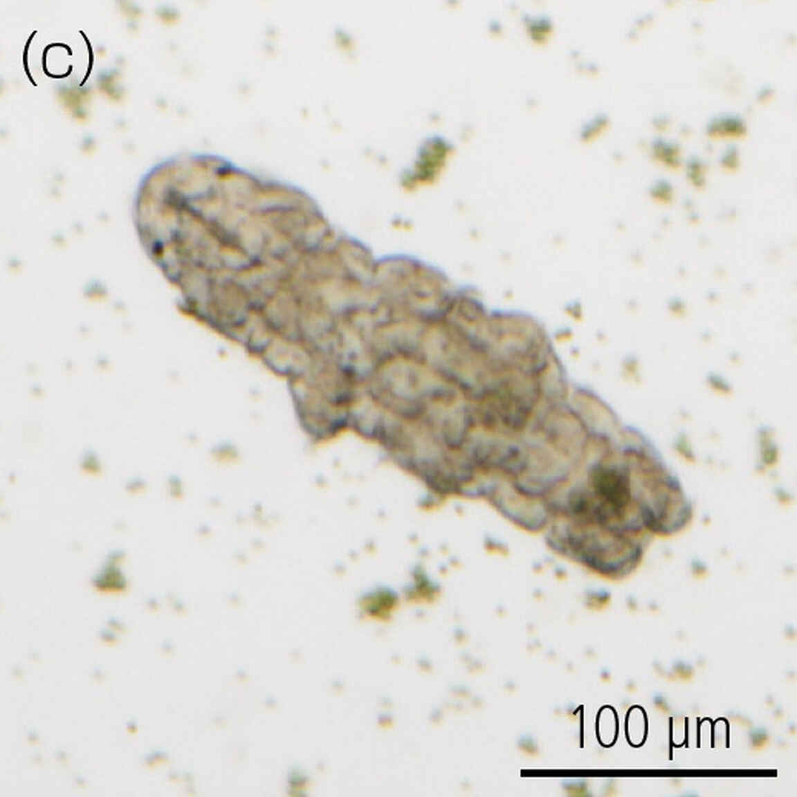 The mysterious and resilient creature in the moss around us, the ...