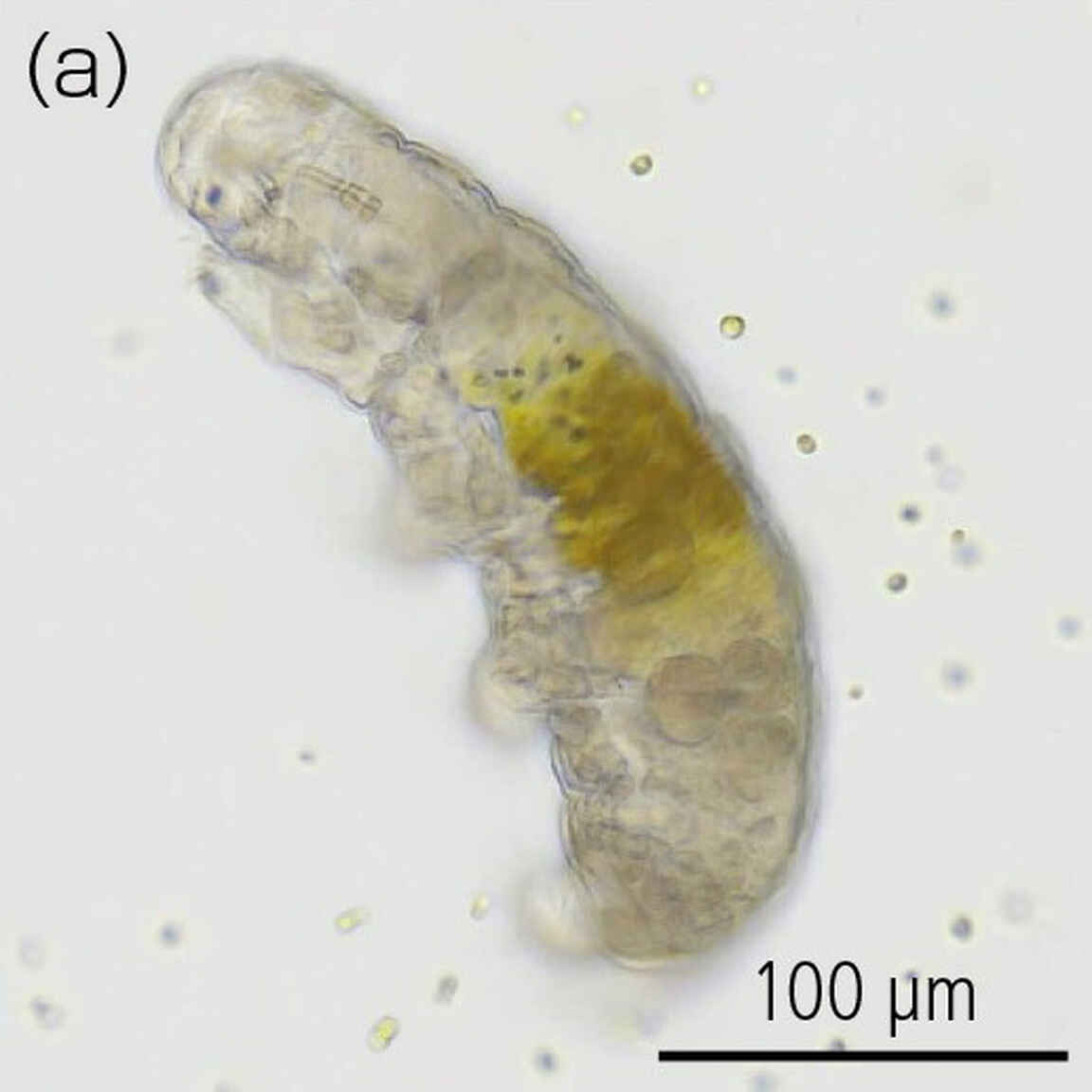 The mysterious and resilient creature in the moss around us, the ...