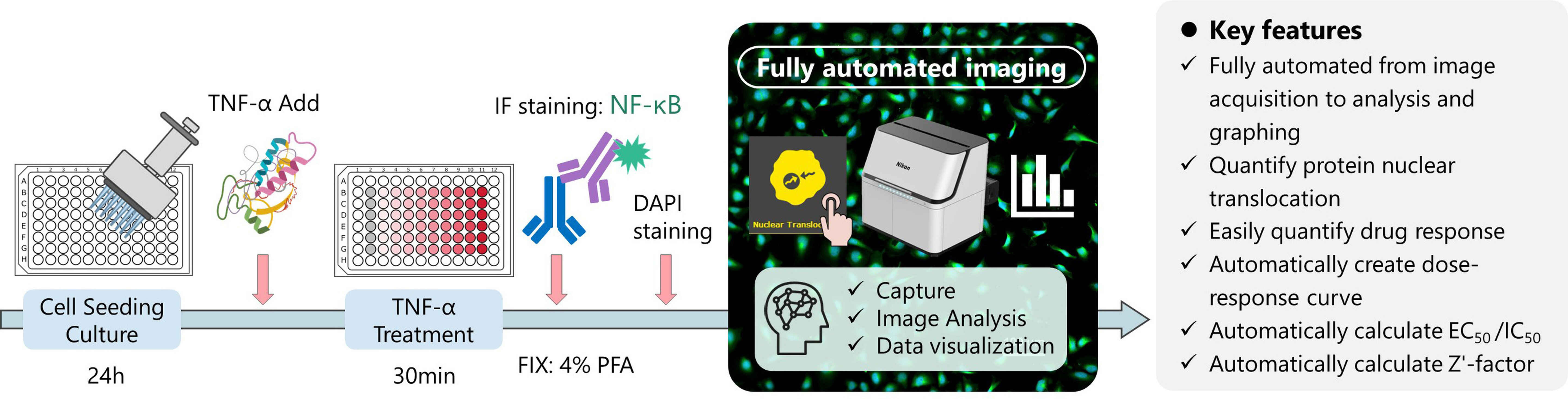 Analysis Of Nuclear Translocation Using Ai Driven Fully Automated Eclipse Ji Application Notes