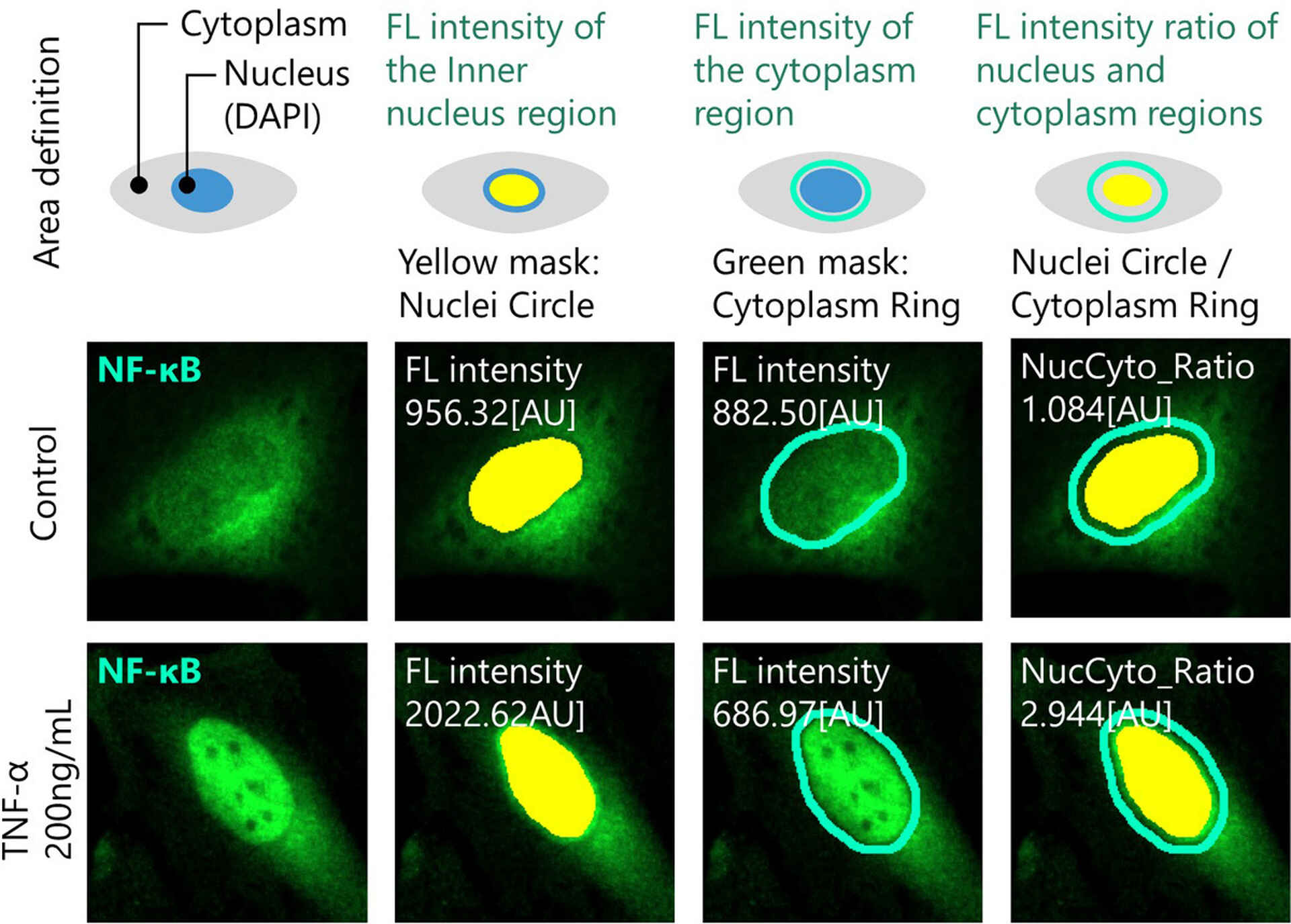 Analysis Of Nuclear Translocation Using Ai Driven Fully Automated Eclipse Ji Application Notes