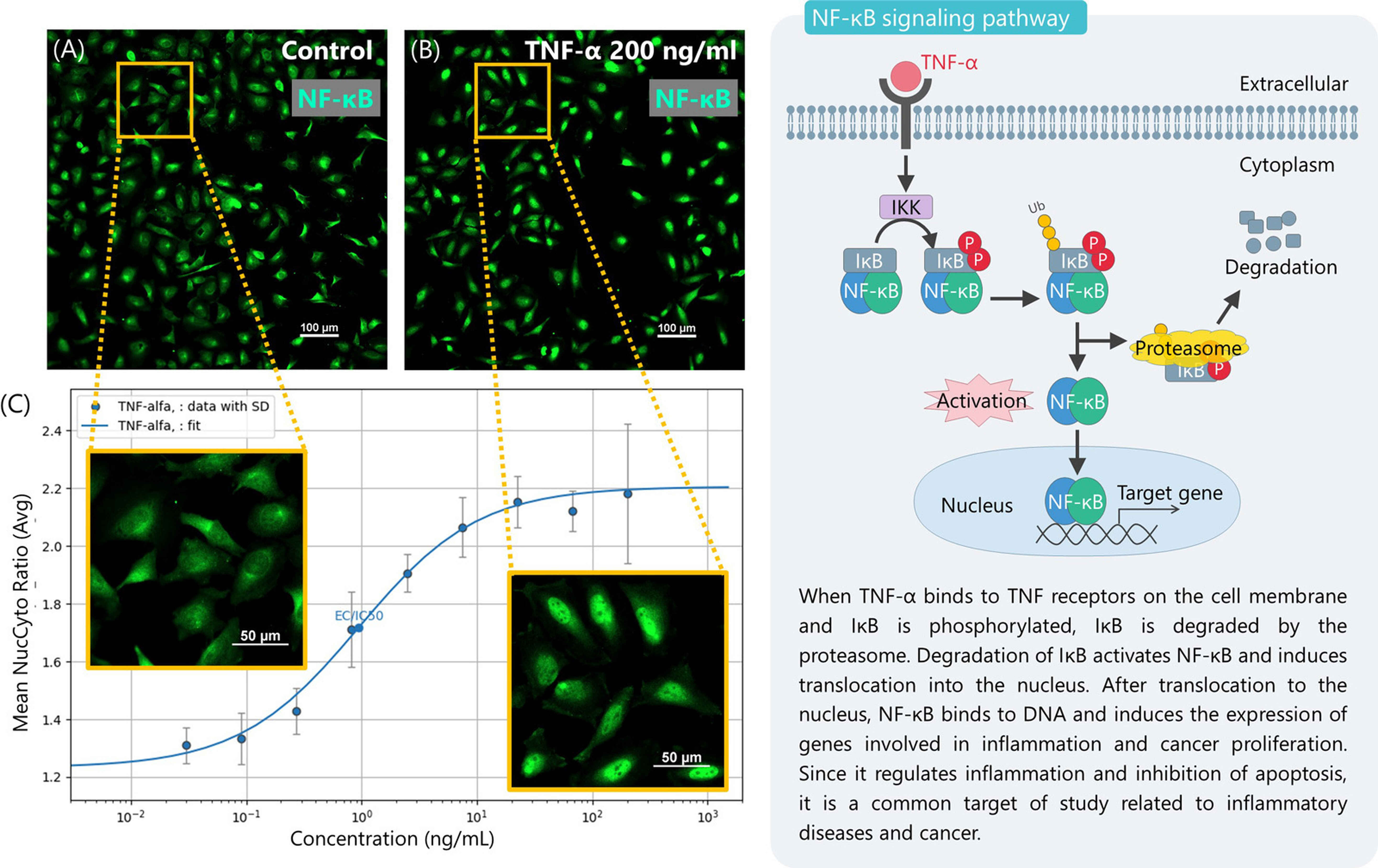 Analysis Of Nuclear Translocation Using Ai Driven Fully Automated Eclipse Ji Application Notes