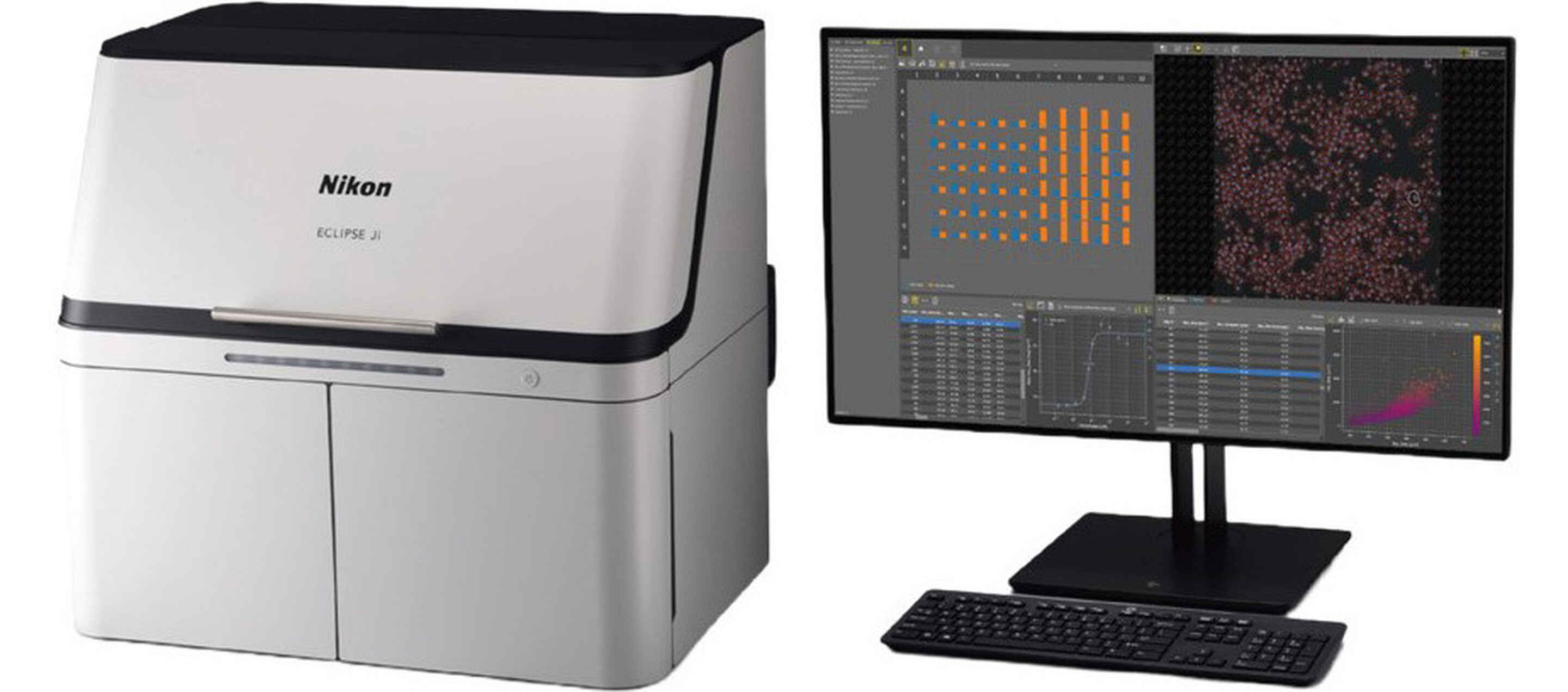Analysis of nuclear translocation using AI-driven fully automated ...