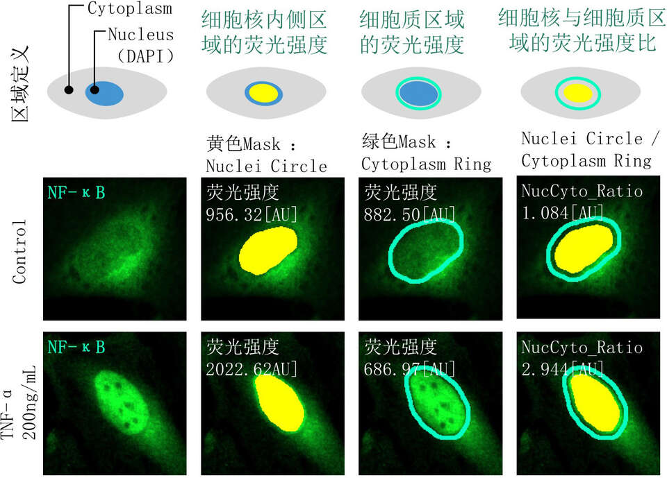 使用AI-Driven全自动智能成像系统ECLIPSE Ji进行的核易位分析 | 应用手册 | 资料 | 尼康精机（上海）有限公司