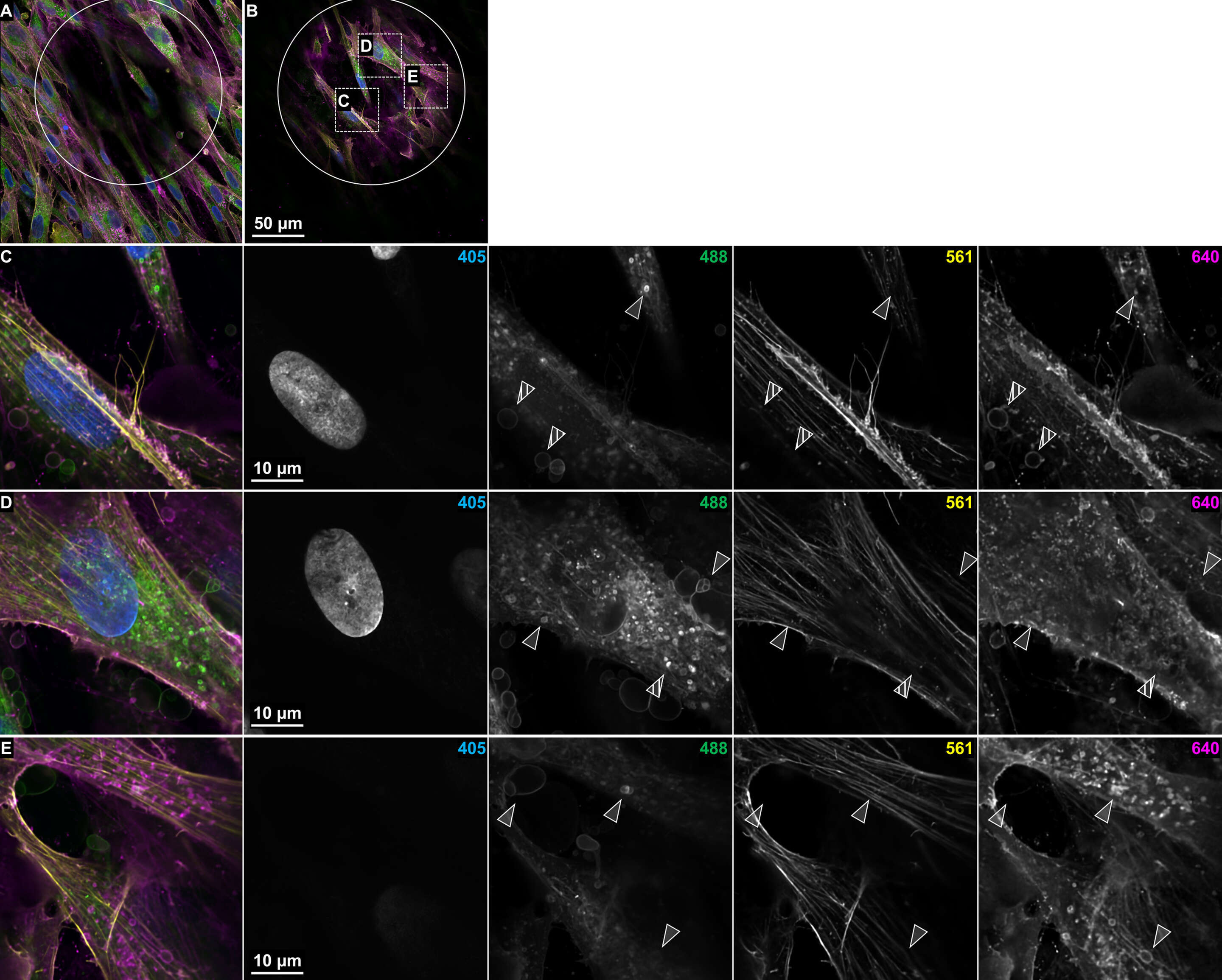 Resolving subcellular detail in tissue-mimetic culture | Notas de ...