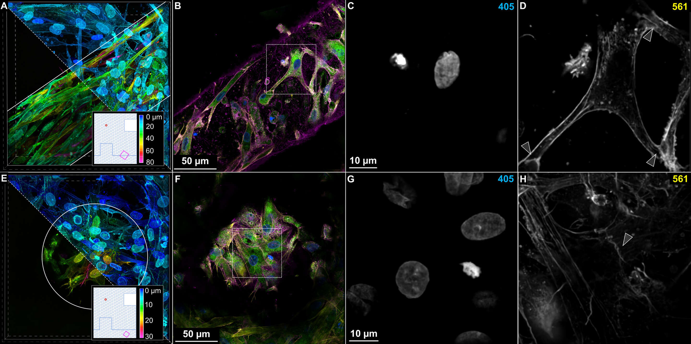 Resolving subcellular detail in tissue-mimetic culture | Notas de ...