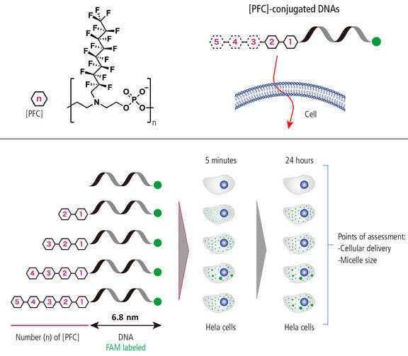 Image-based analysis of intracellular delivery of DNA/RNA therapeutics ...