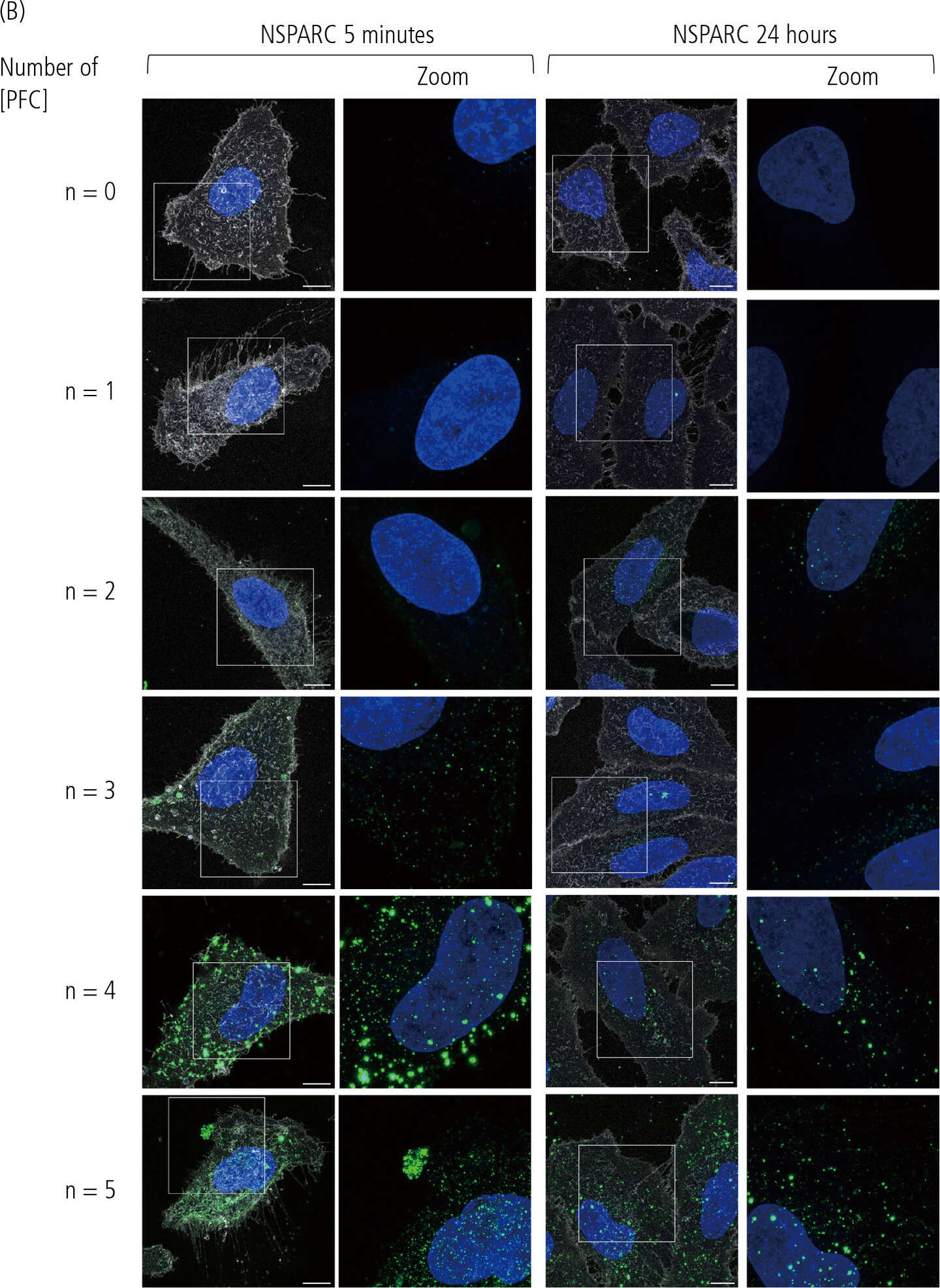 Image-based analysis of intracellular delivery of DNA/RNA therapeutics ...