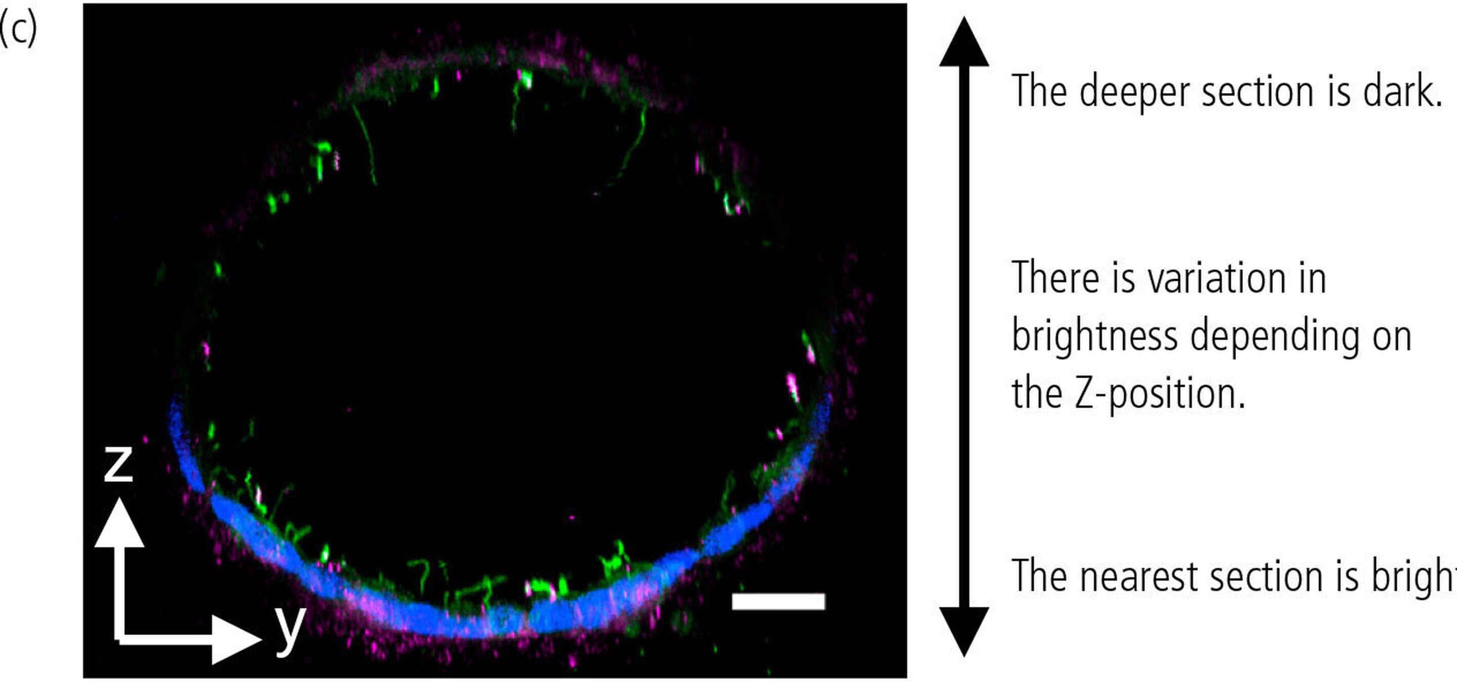 3D Confocal Imaging of Thick Samples Using Z Intensity Correction ...