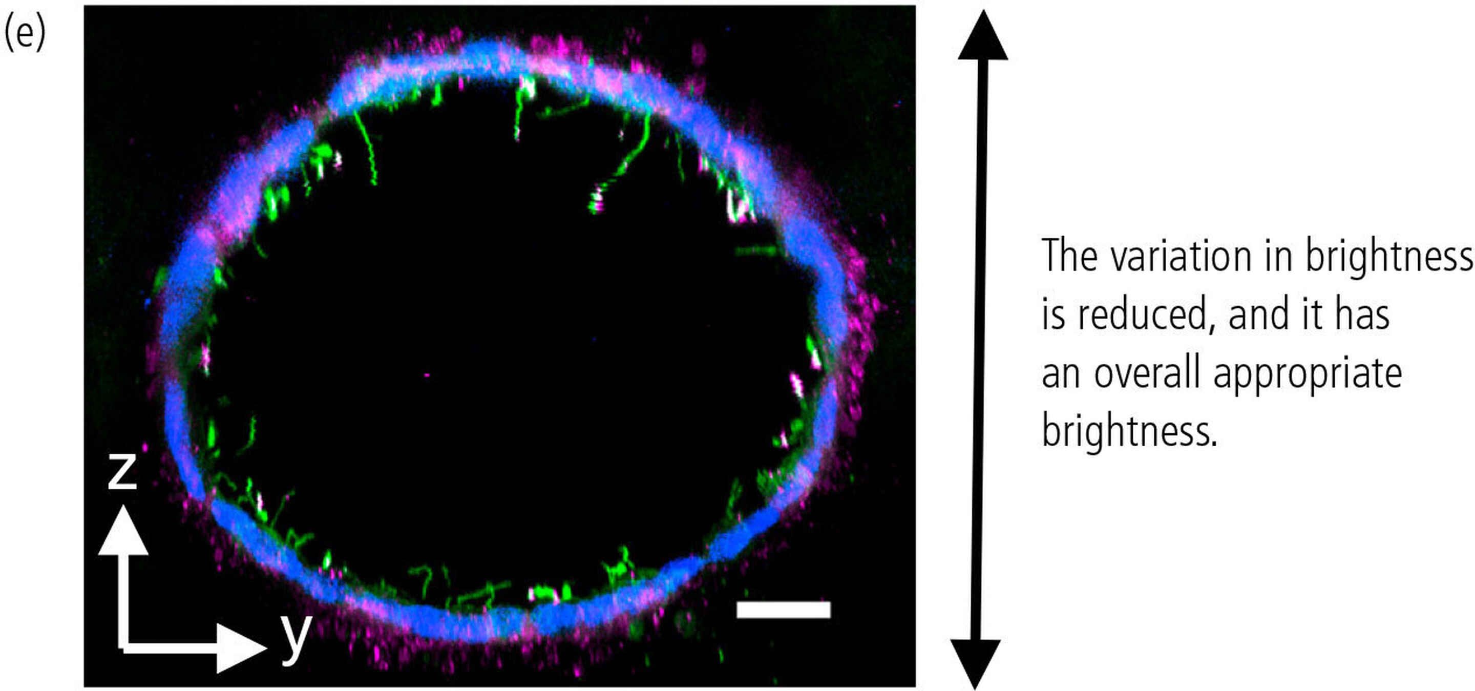 3D Confocal Imaging of Thick Samples Using Z Intensity Correction ...