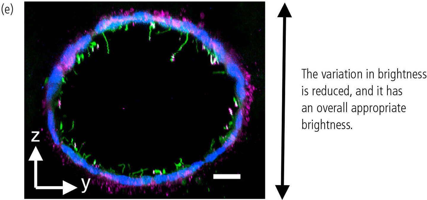 3D Confocal Imaging of Thick Samples Using Z Intensity Correction ...