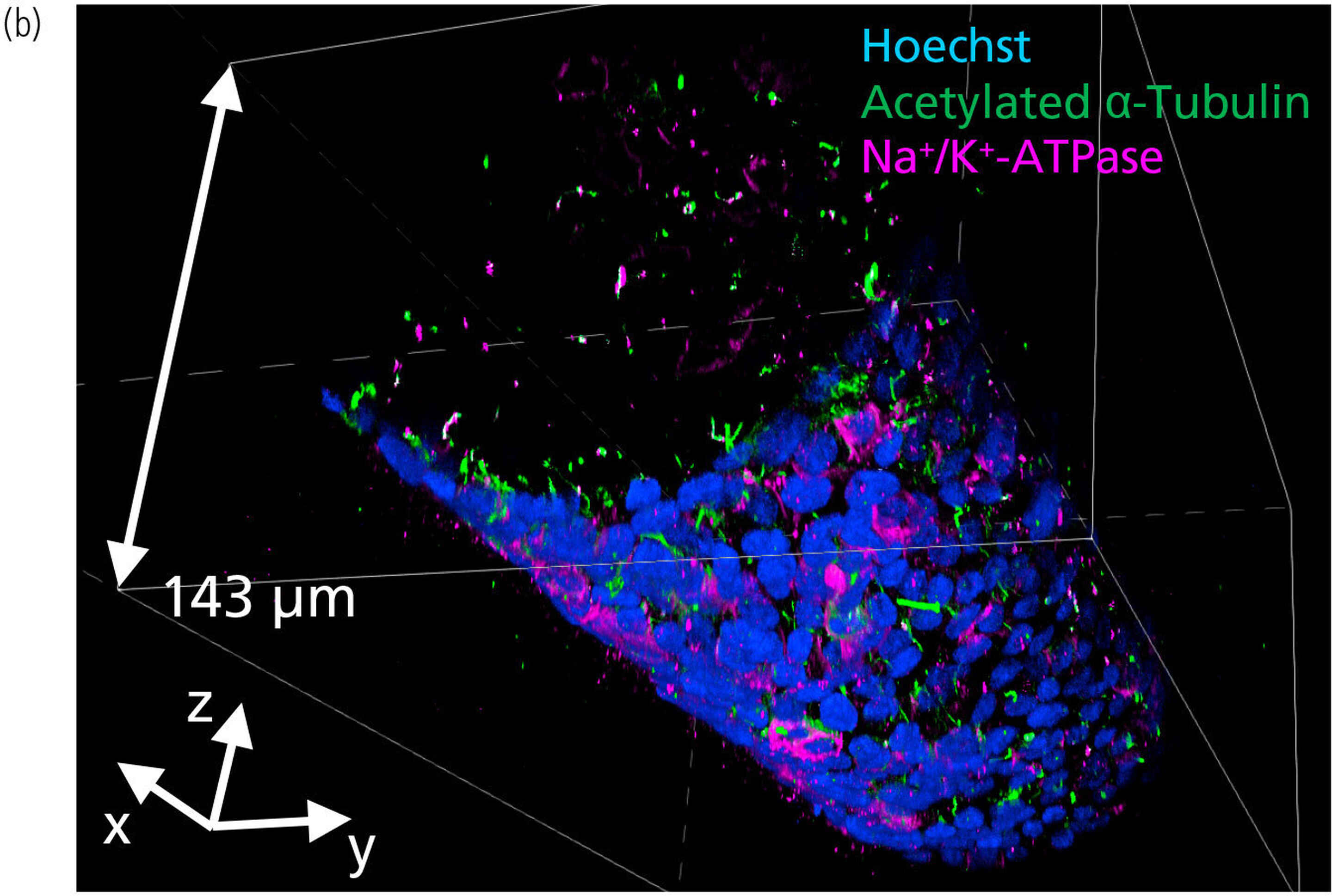 3D Confocal Imaging of Thick Samples Using Z Intensity Correction ...