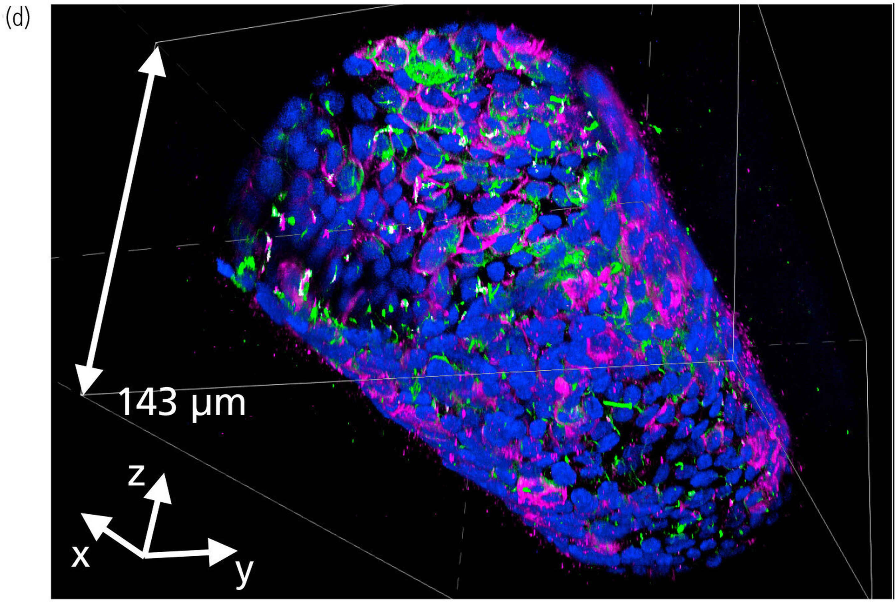 3D Confocal Imaging of Thick Samples Using Z Intensity Correction ...