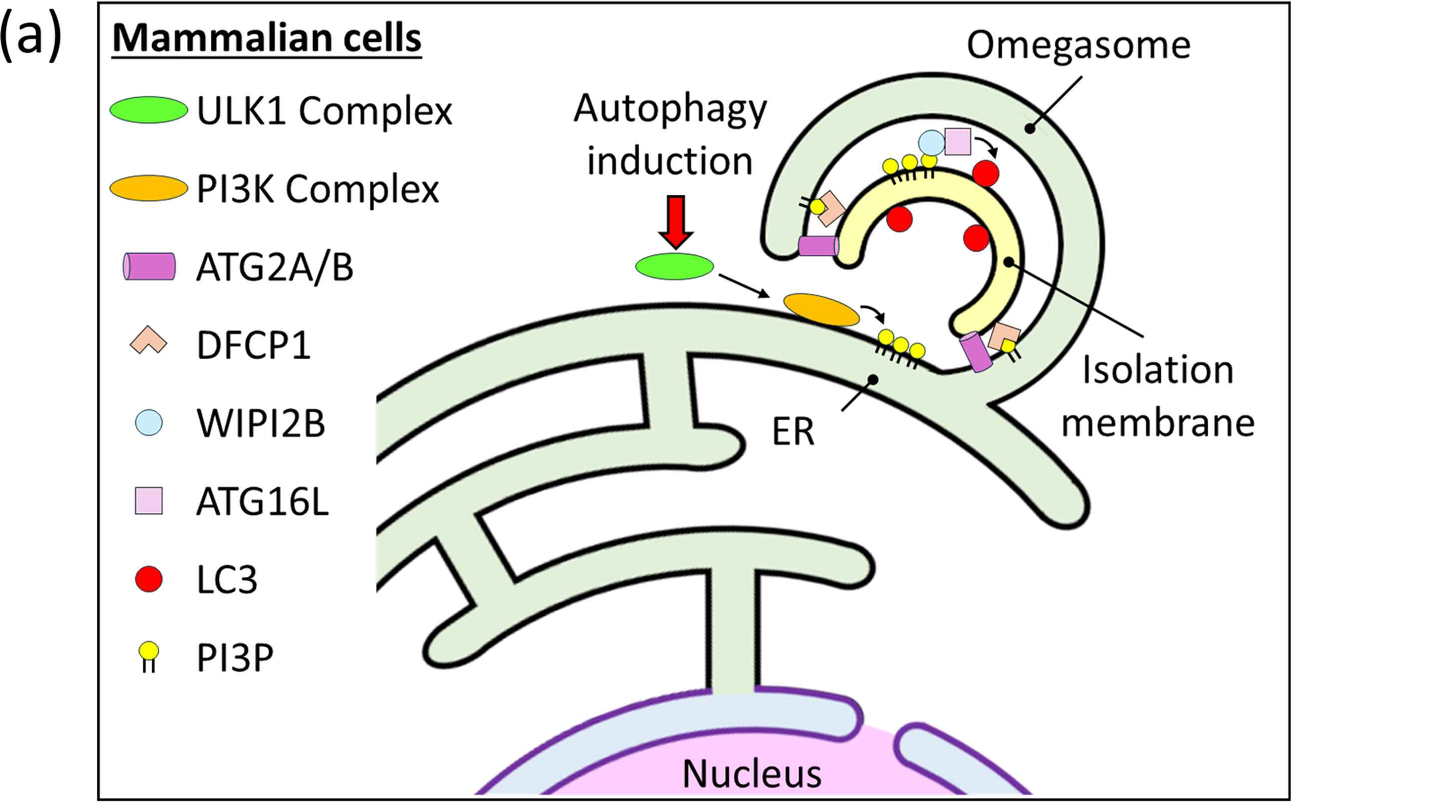 High-sensitivity confocal microscope detector NSPARC enables live ...