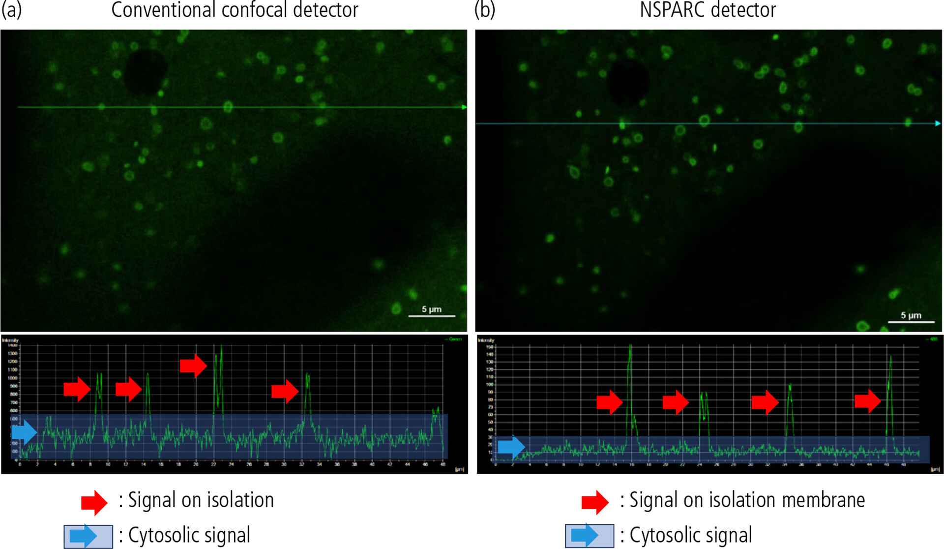 High-sensitivity confocal microscope detector NSPARC enables live ...