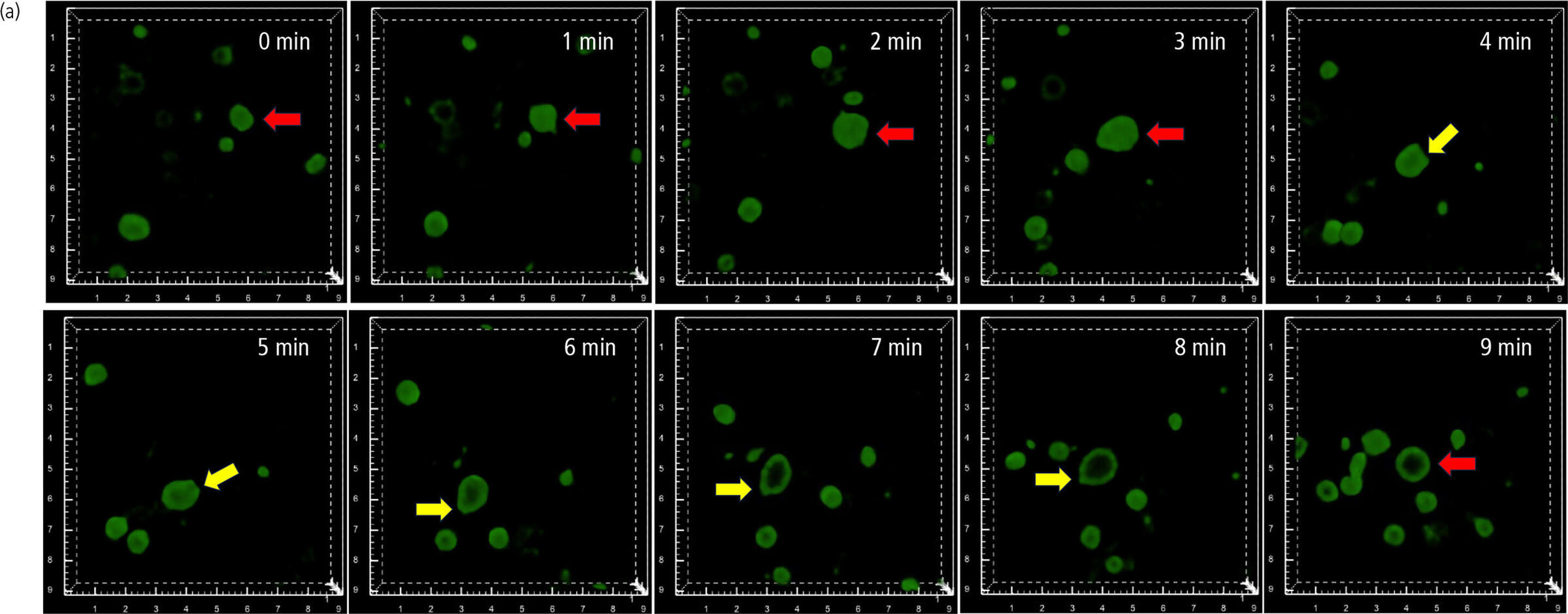 High-sensitivity confocal microscope detector NSPARC enables live ...