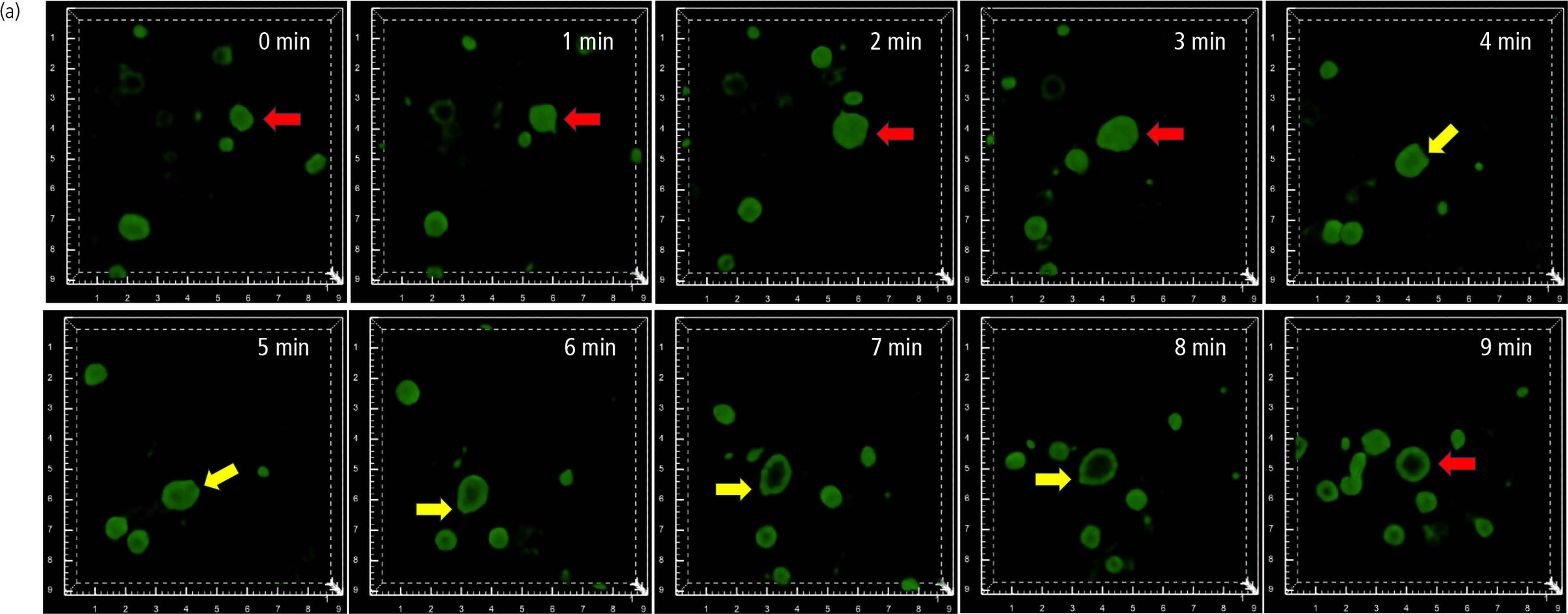 High-sensitivity confocal microscope detector NSPARC enables live ...