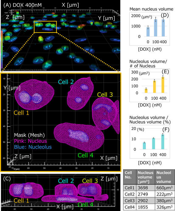 3D image analysis reveals drug-induced cellular senescence and ...