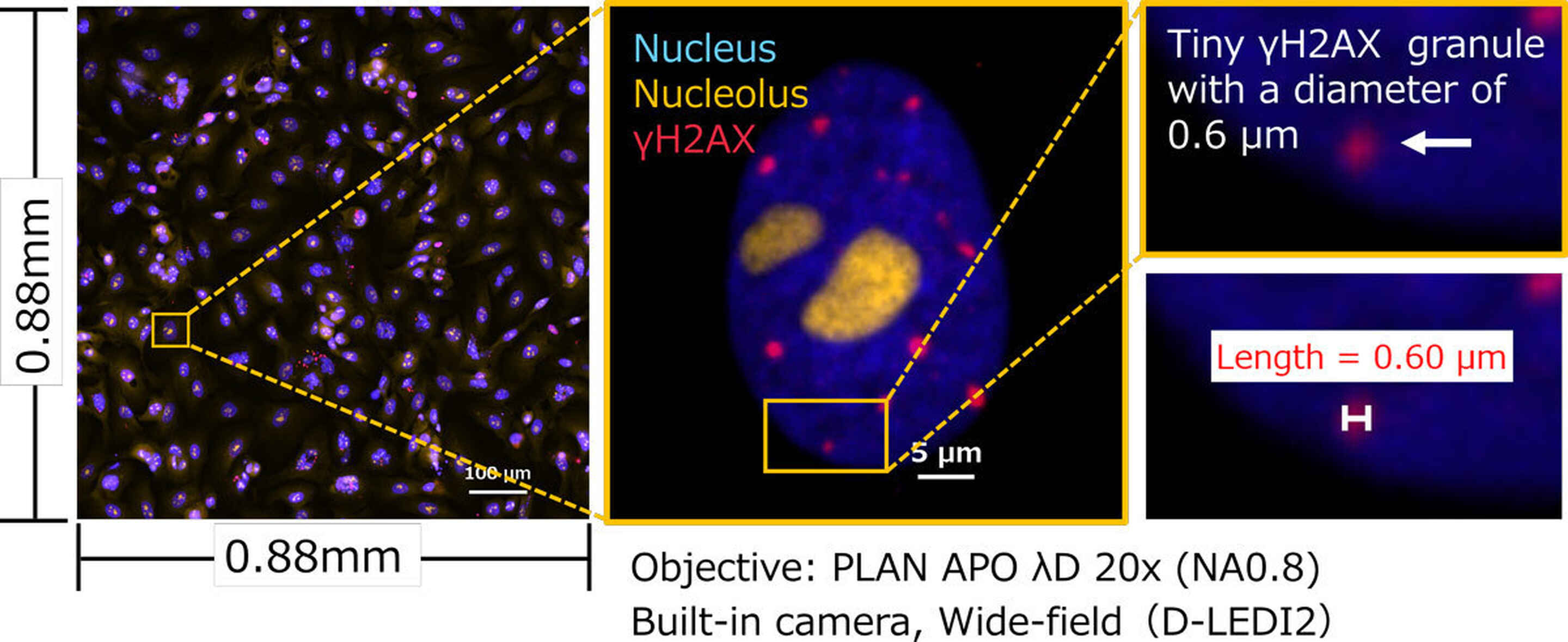3D image analysis reveals drug-induced cellular senescence and ...