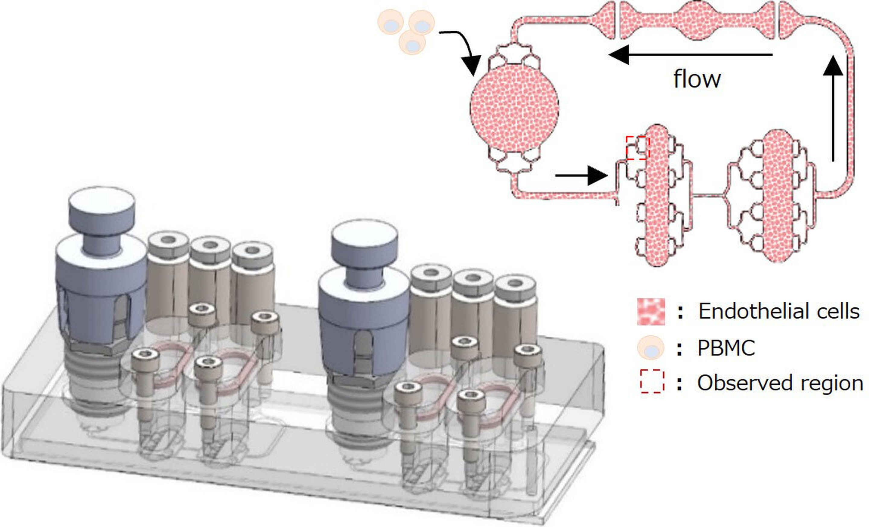Confocal imaging of immune cells in a vasculature network using the ...
