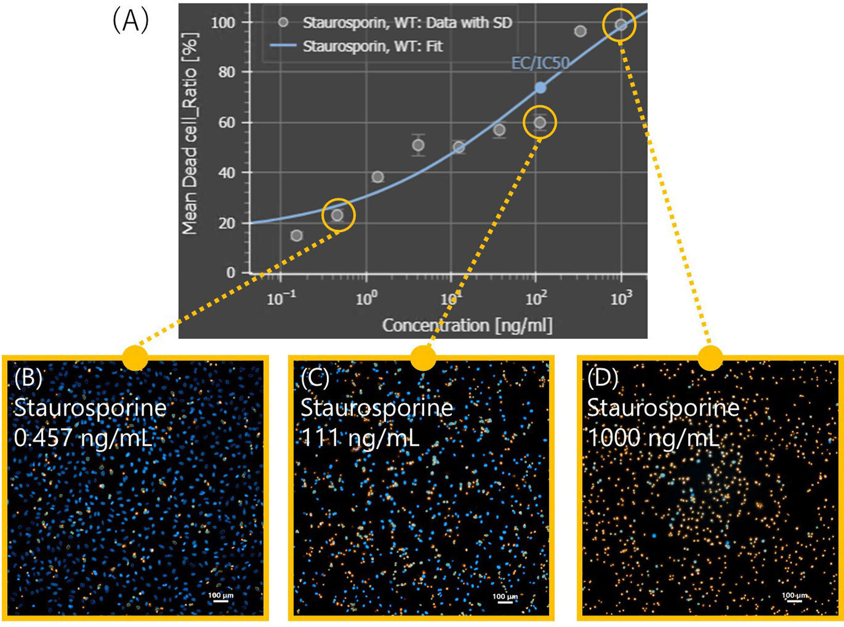 Cytotoxicity Assay Using Ai Driven Fully Automated Eclipse Ji Application Notes 