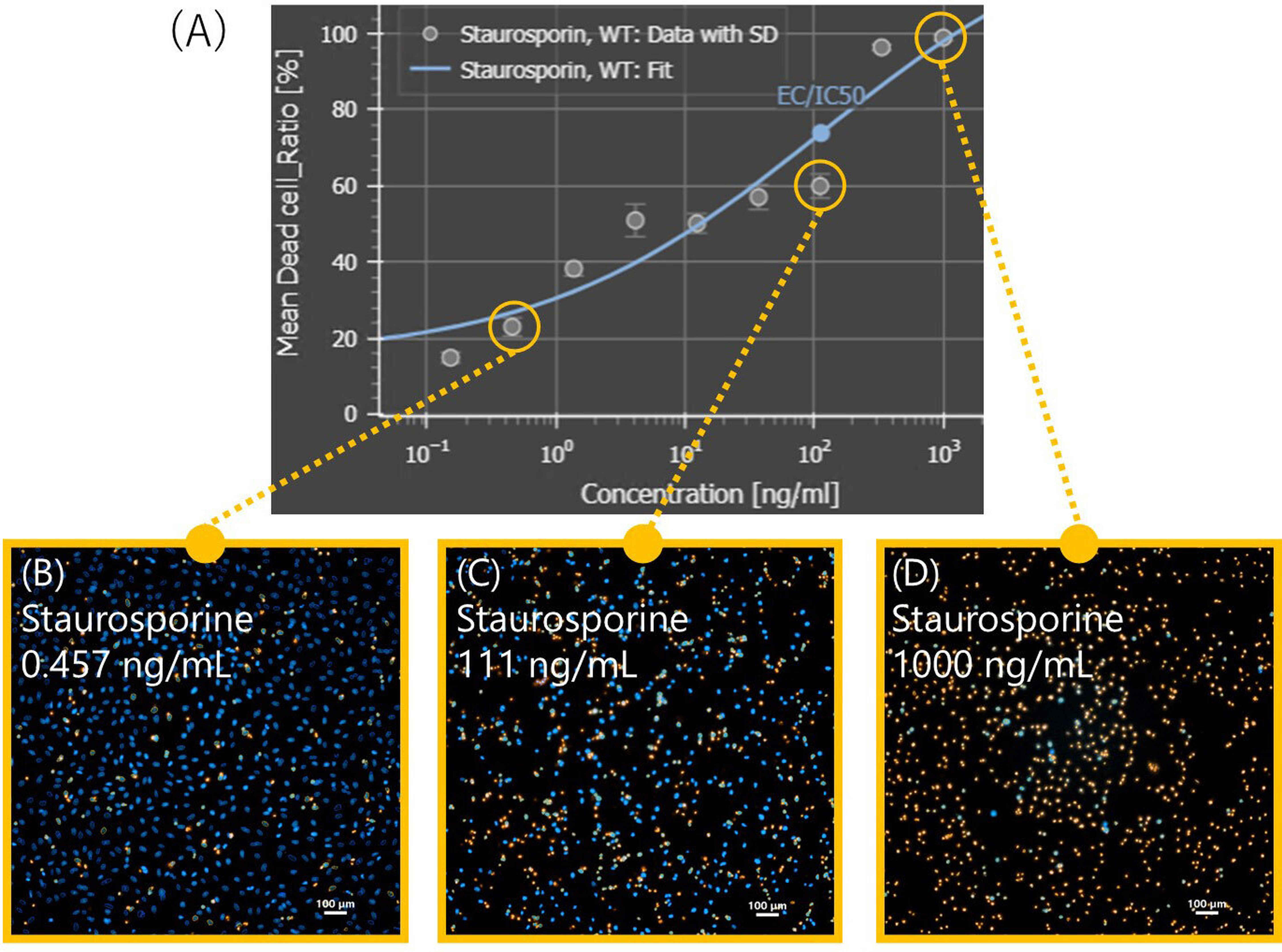 Cytotoxicity Assay Using Ai Driven Fully Automated Eclipse Ji Application Notes