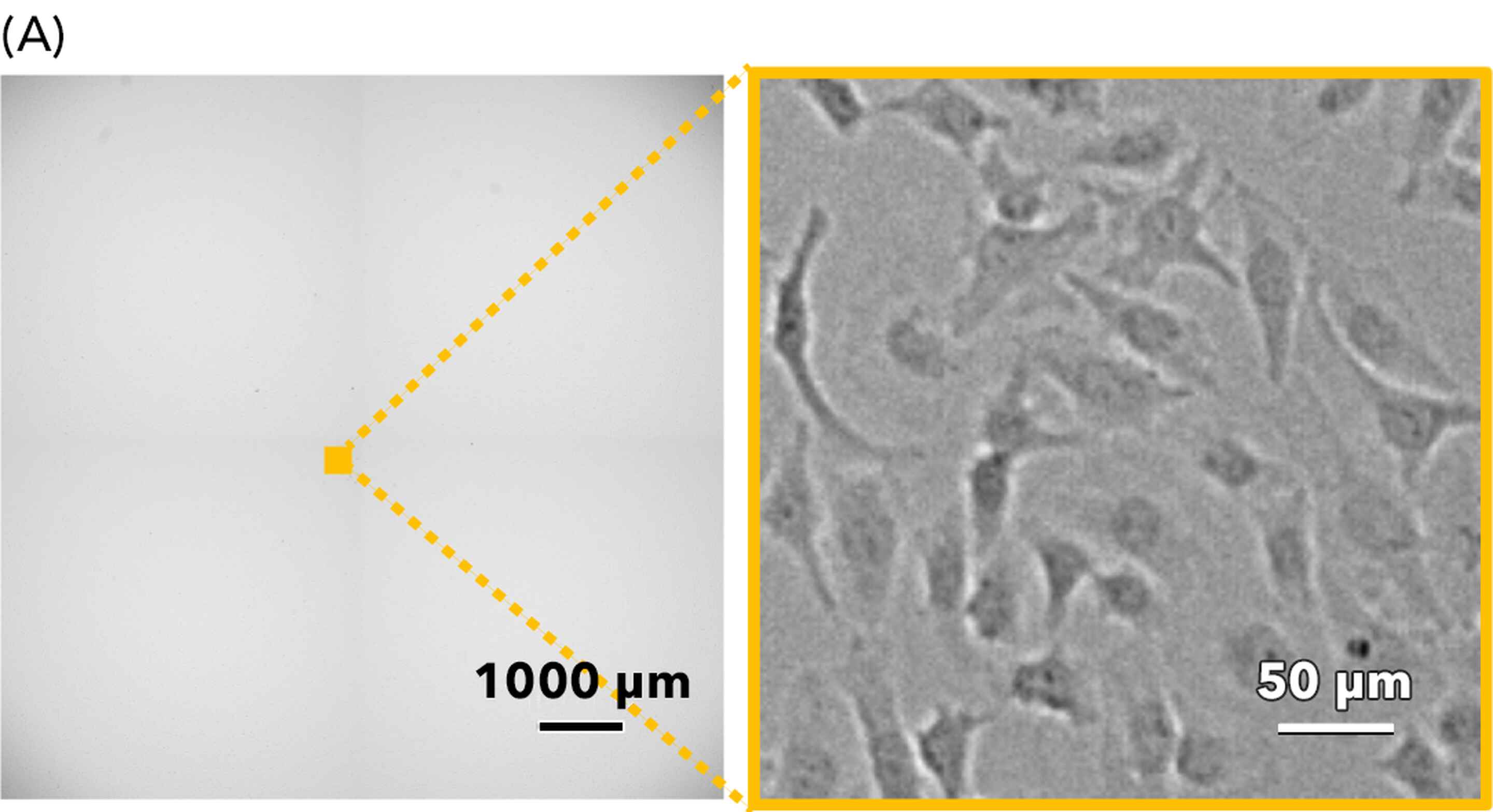 Label-free cell counting using AI-driven fully automated smart imaging system ECLIPSE Ji | Notas ...