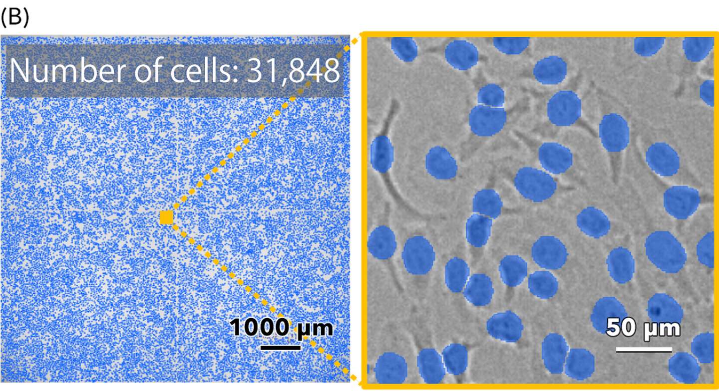 Label Free Cell Counting Using Ai Driven Fully Automated Smart Imaging System Eclipse Ji Notas 